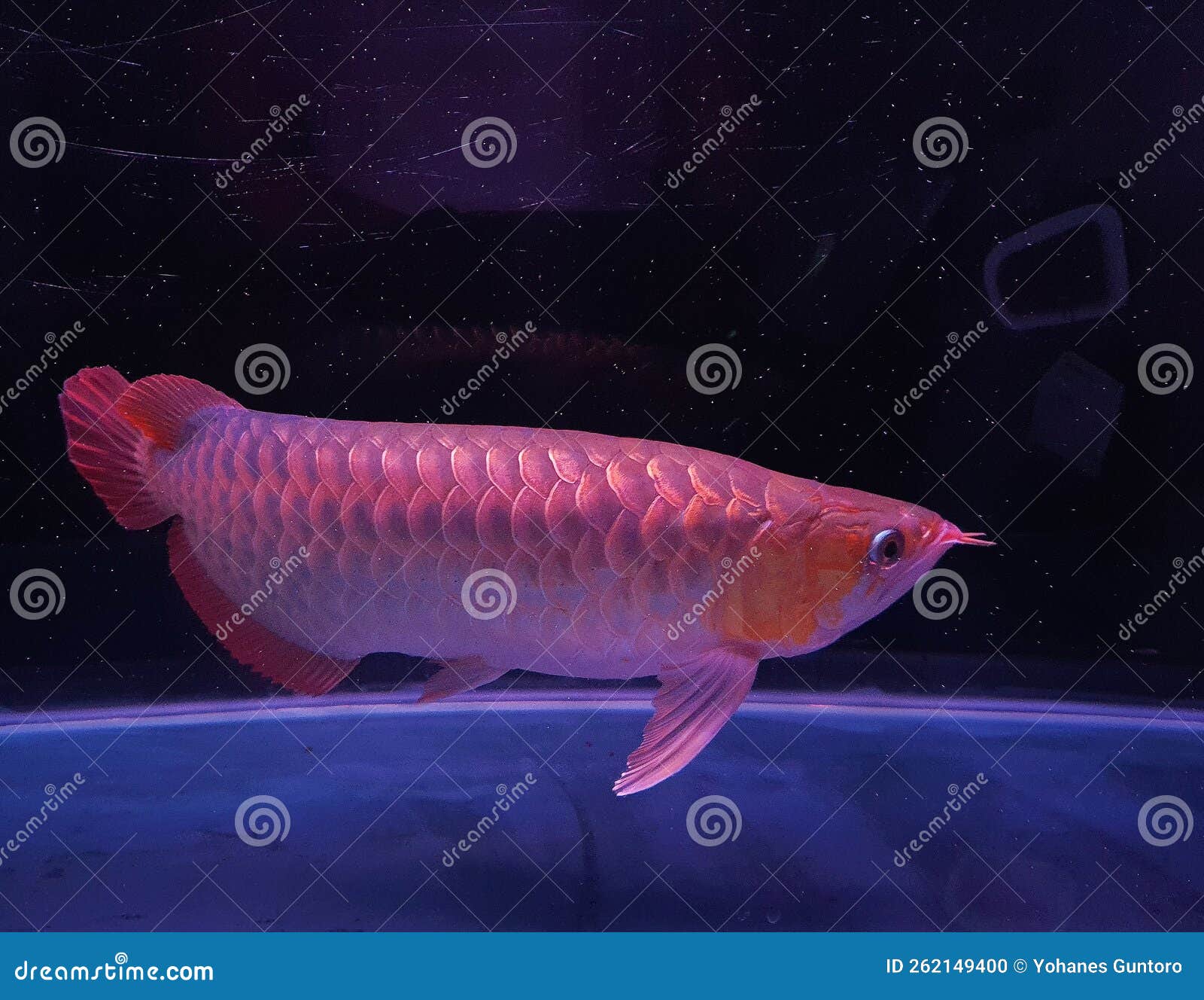 Super Red Arowana stock photo. Image of arowana, super - 262149400
