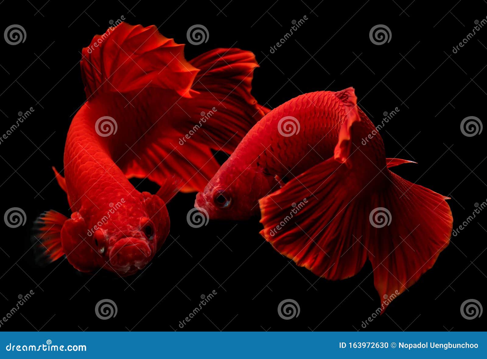 Super red betta fish . stock photo. Image of behavior - 163972630