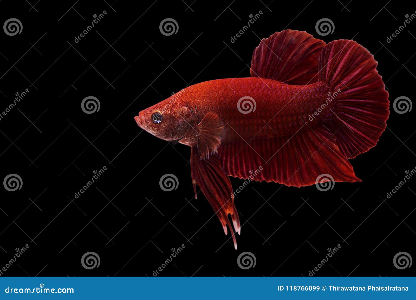 Super Red Betta Fish. Siamese Fighting Fish Isolated On Black ...