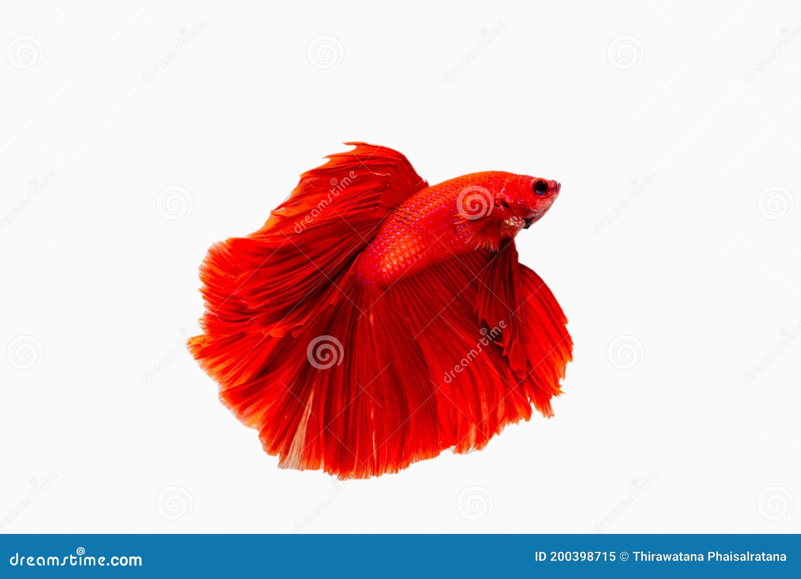 Super Red Betta Fish. Siamese Fighting Fish Isolated on White ...