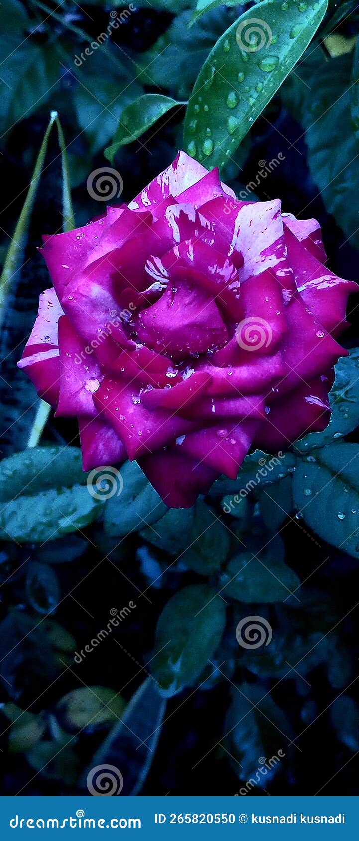 Super Red Blend White Rose with Water Drop Stock Photo - Image of blue ...