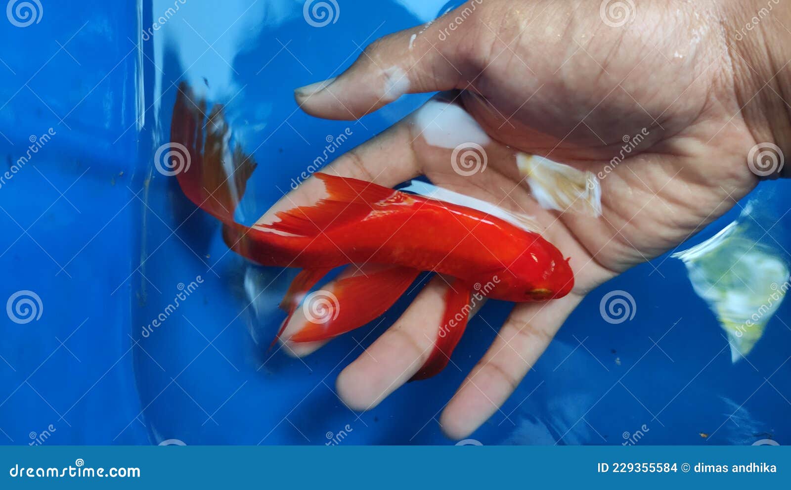 Super red commet fish stock photo. Image of food, produce - 229355584