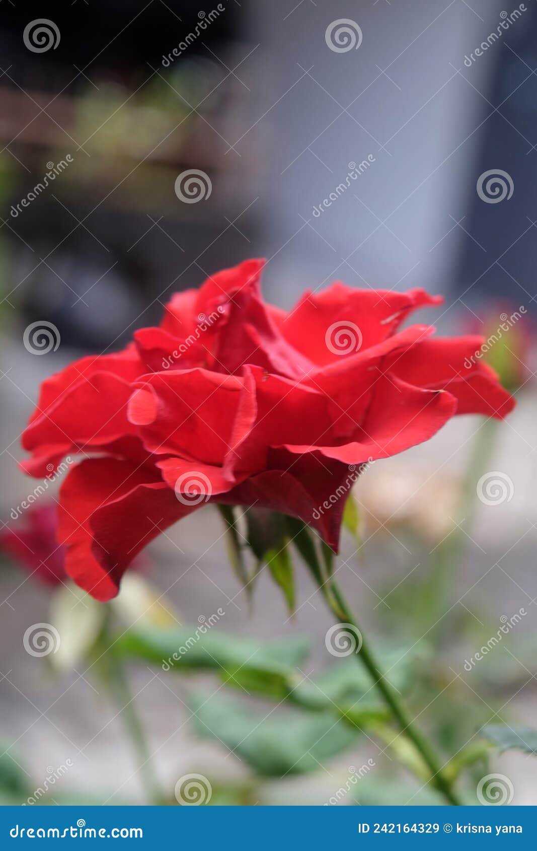 Super red rose flower stock image. Image of rose, roseflower - 242164329