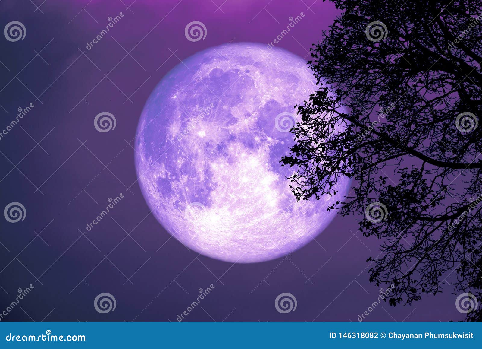 Super Rose Moon Back Silhouette Trees in the Field Stock Photo - Image ...