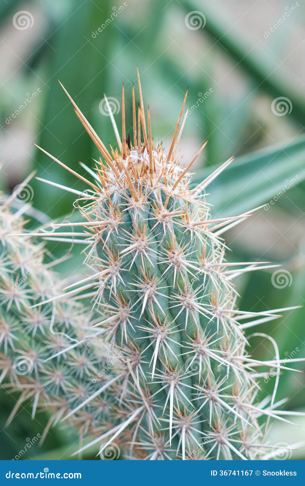 Super Sharp Cactus stock image. Image of garden, saguaro - 36741167