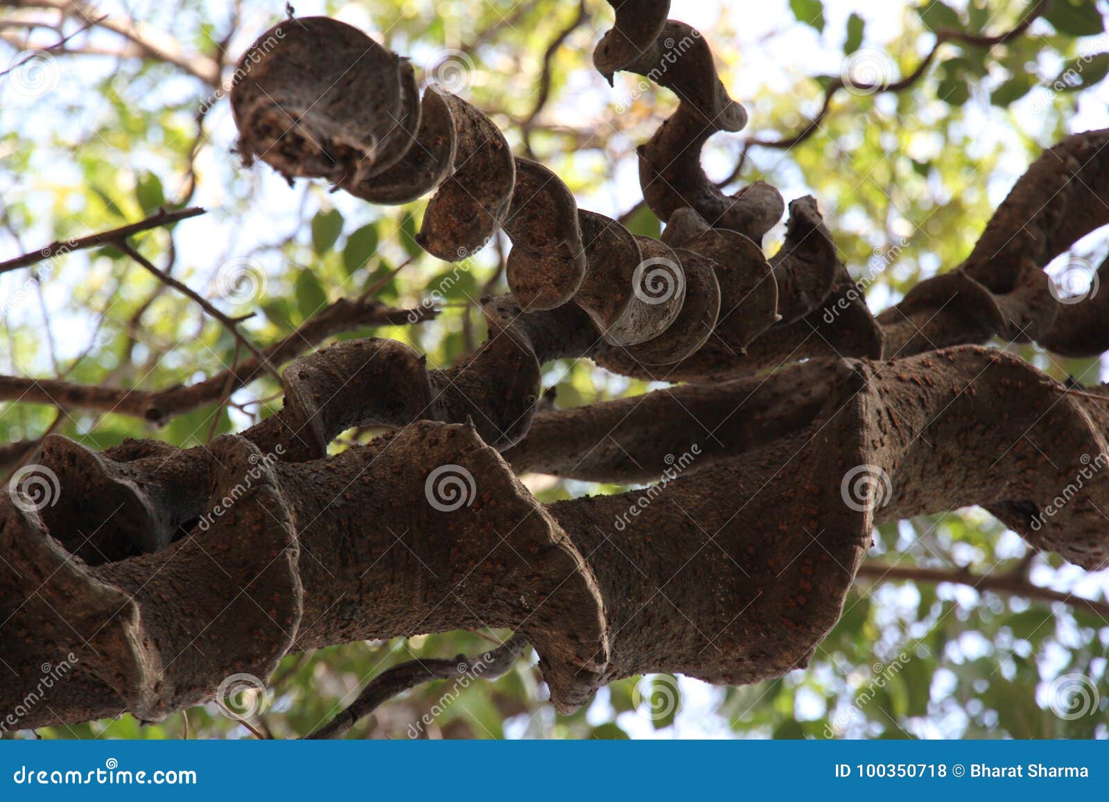 Super Sized Old Wild Creeper Stock Photo - Image of sized, forests ...