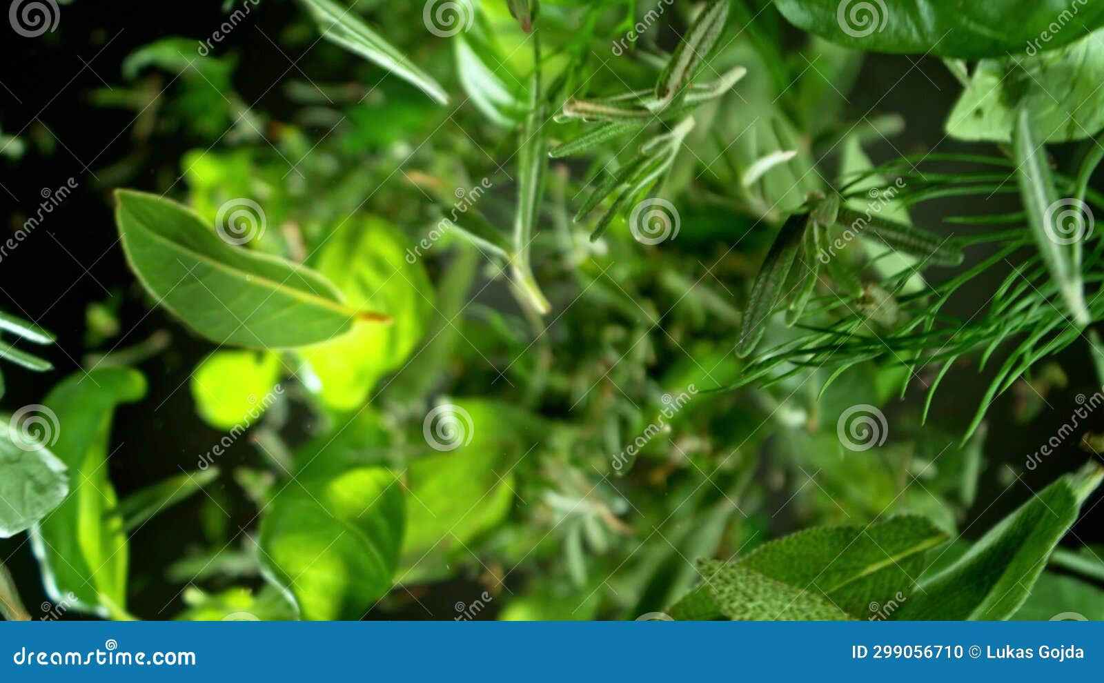 Super Slow Motion of Falling and Rotating Fresh Herbs Stock Footage ...