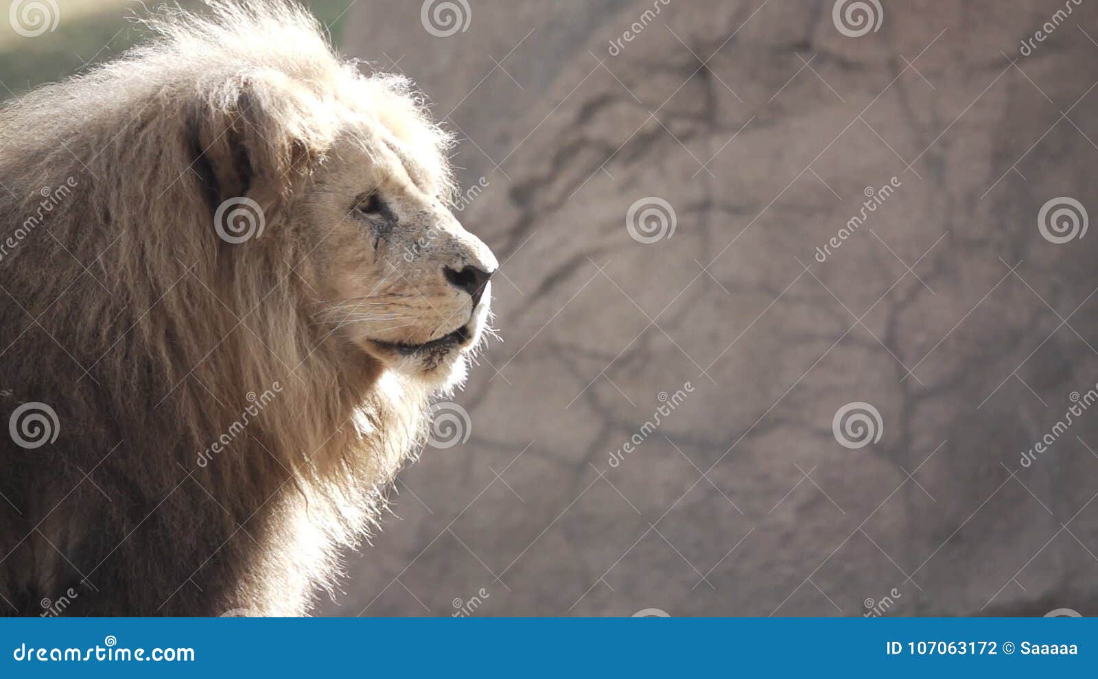 Slow Motion of a Lion Turning Head Stock Footage - Video of lion ...
