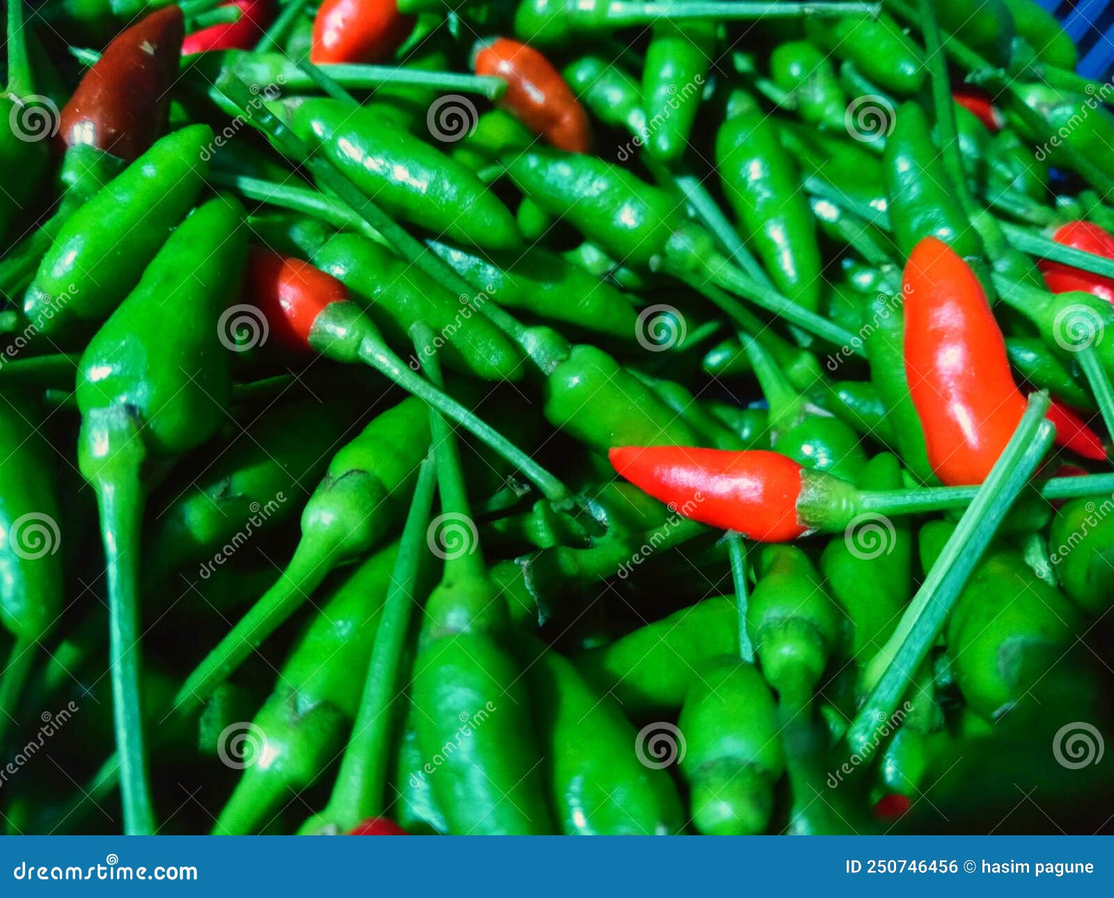 Super spicy chili stock photo. Image of spicy, chili - 250746456