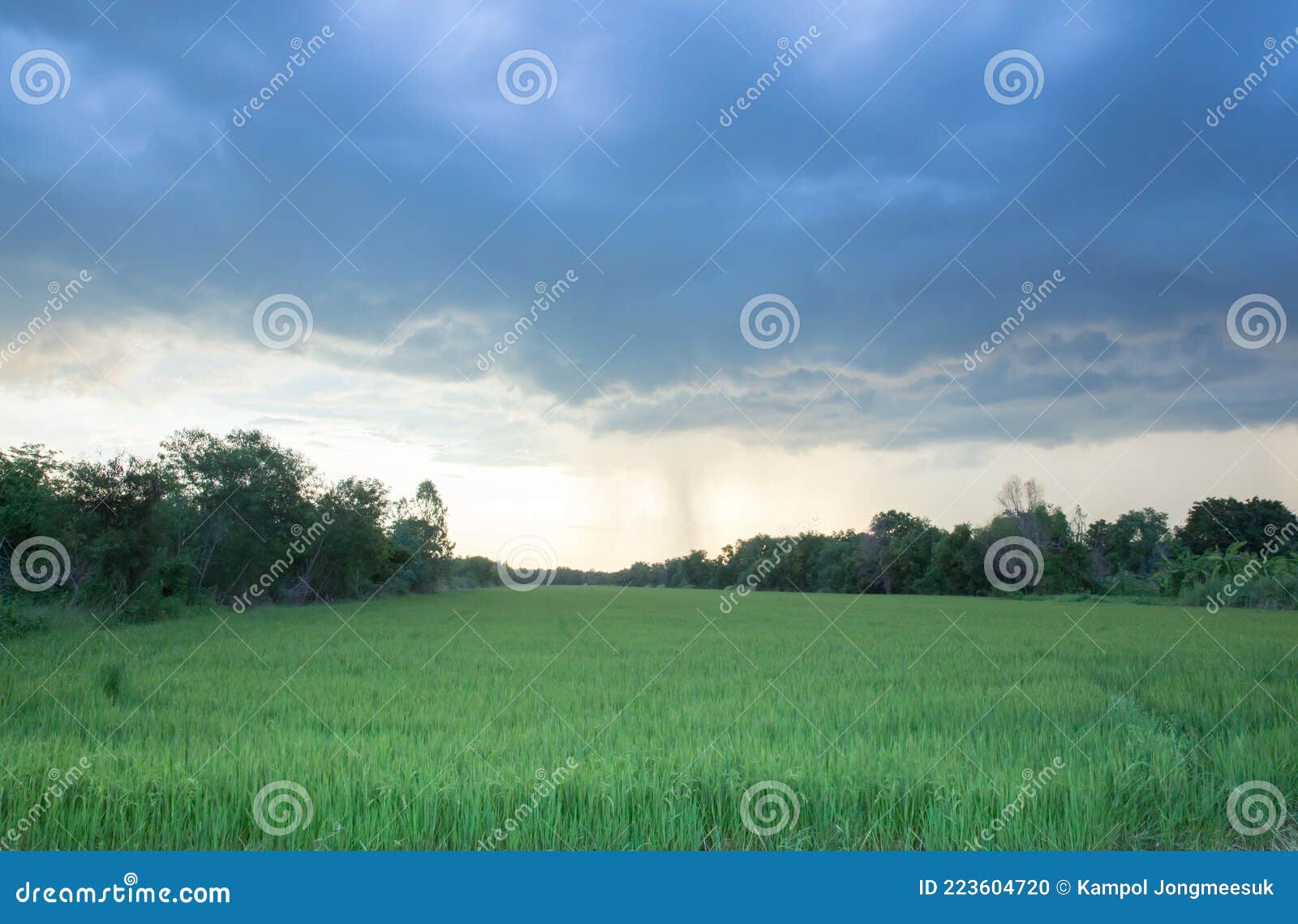 Super Storm Dark and Cloud in the Evening before Raining Over the Rice ...