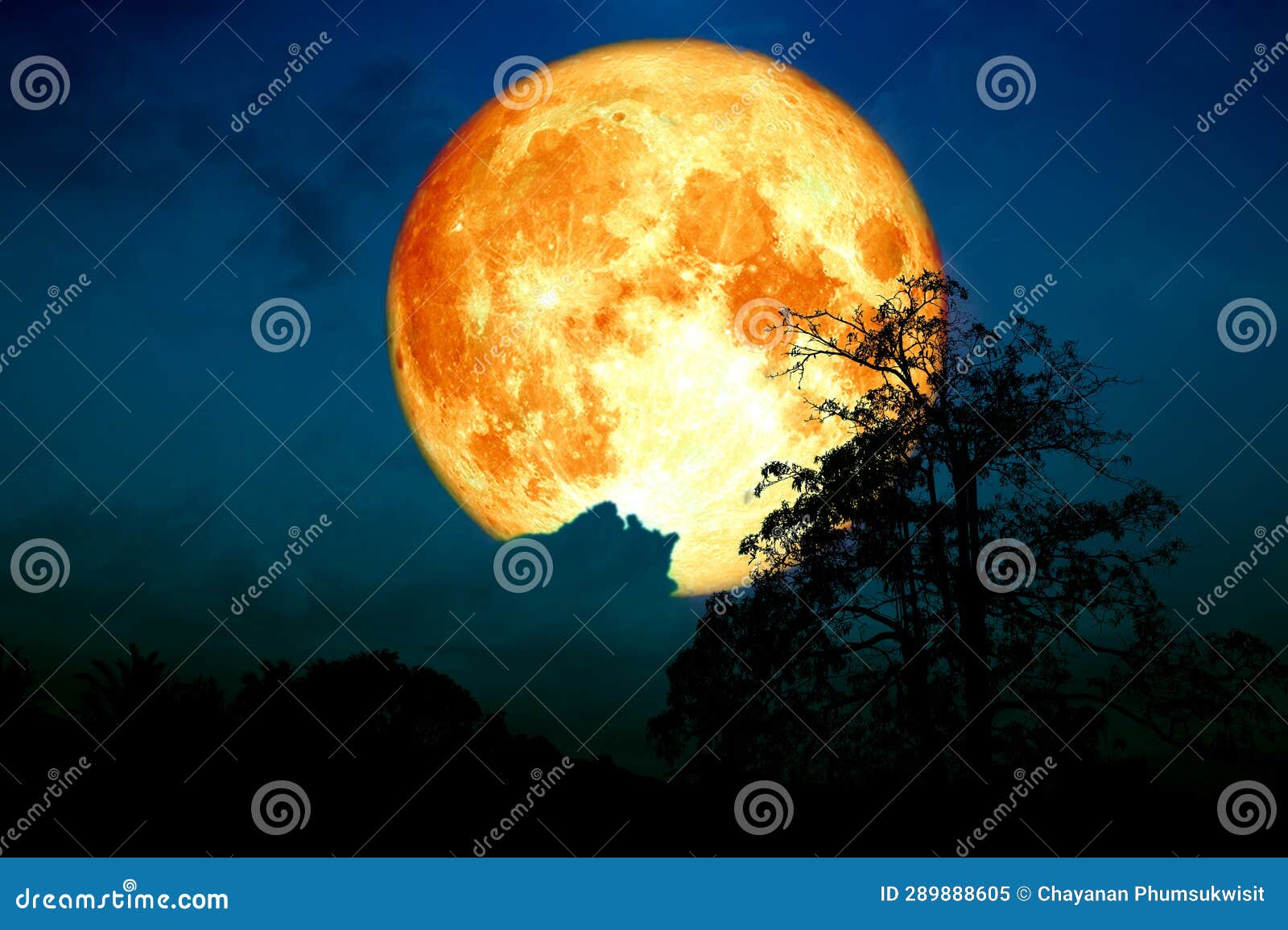 Super Strawberry Moon Back on Cloud and Tree in the Field and Night Sky ...