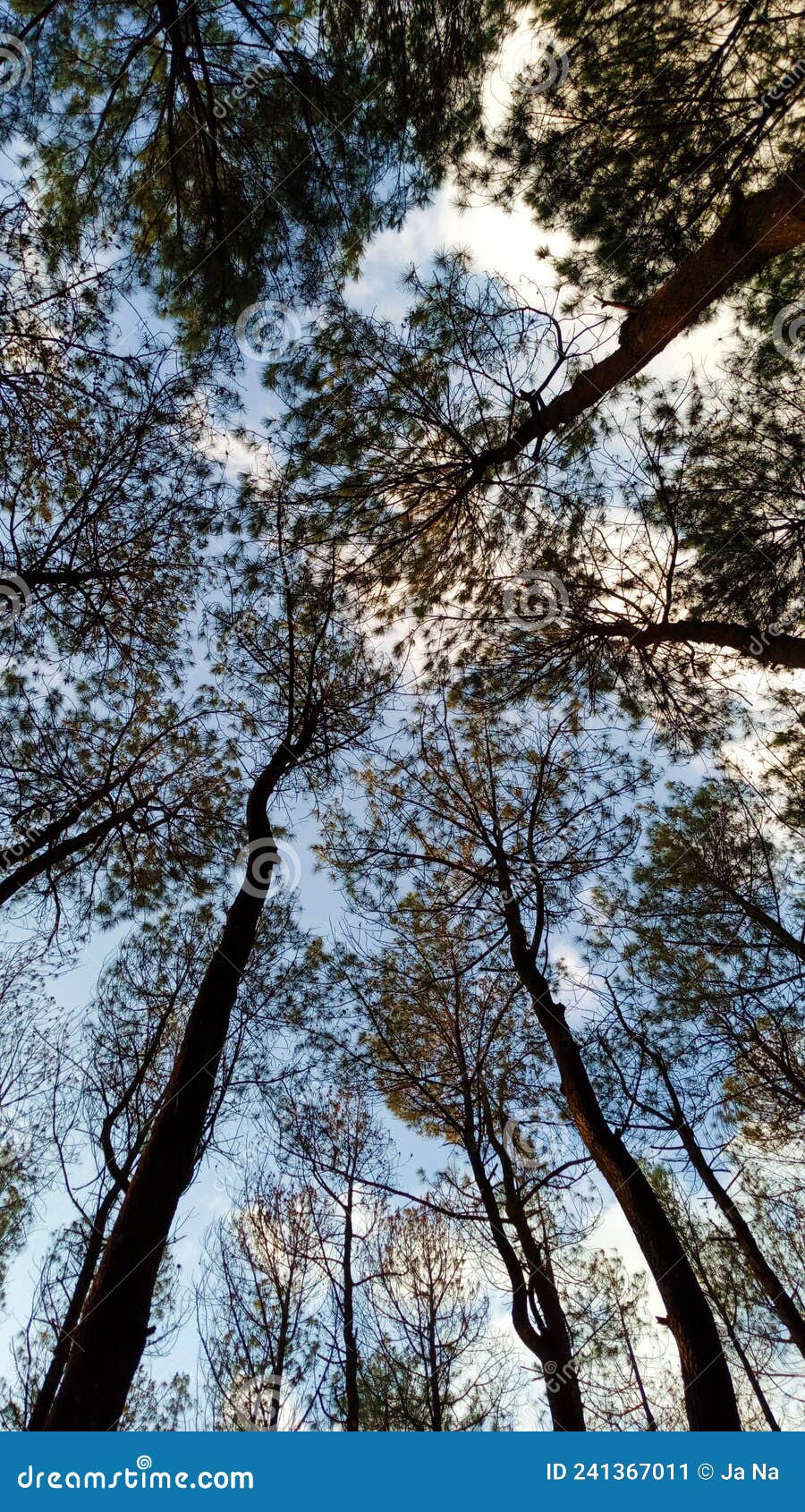 Super Tall Trees in the Pine Forest at the Daytime Stock Image - Image ...