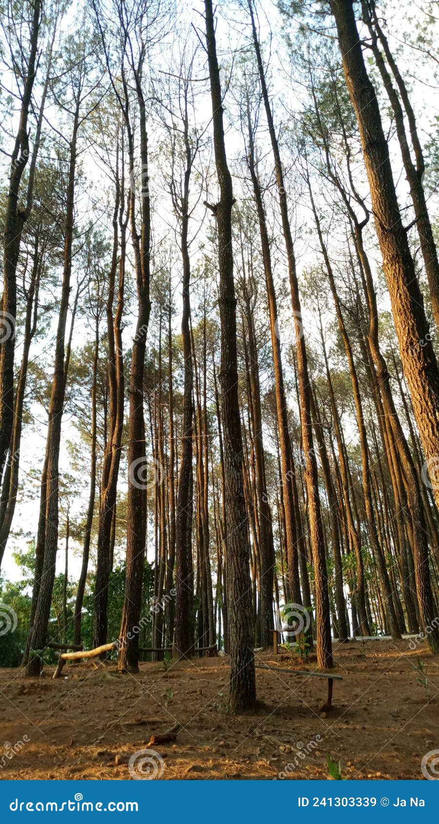 Super Tall Trees in the Pine Forest. Golden Hours Stock Image - Image ...