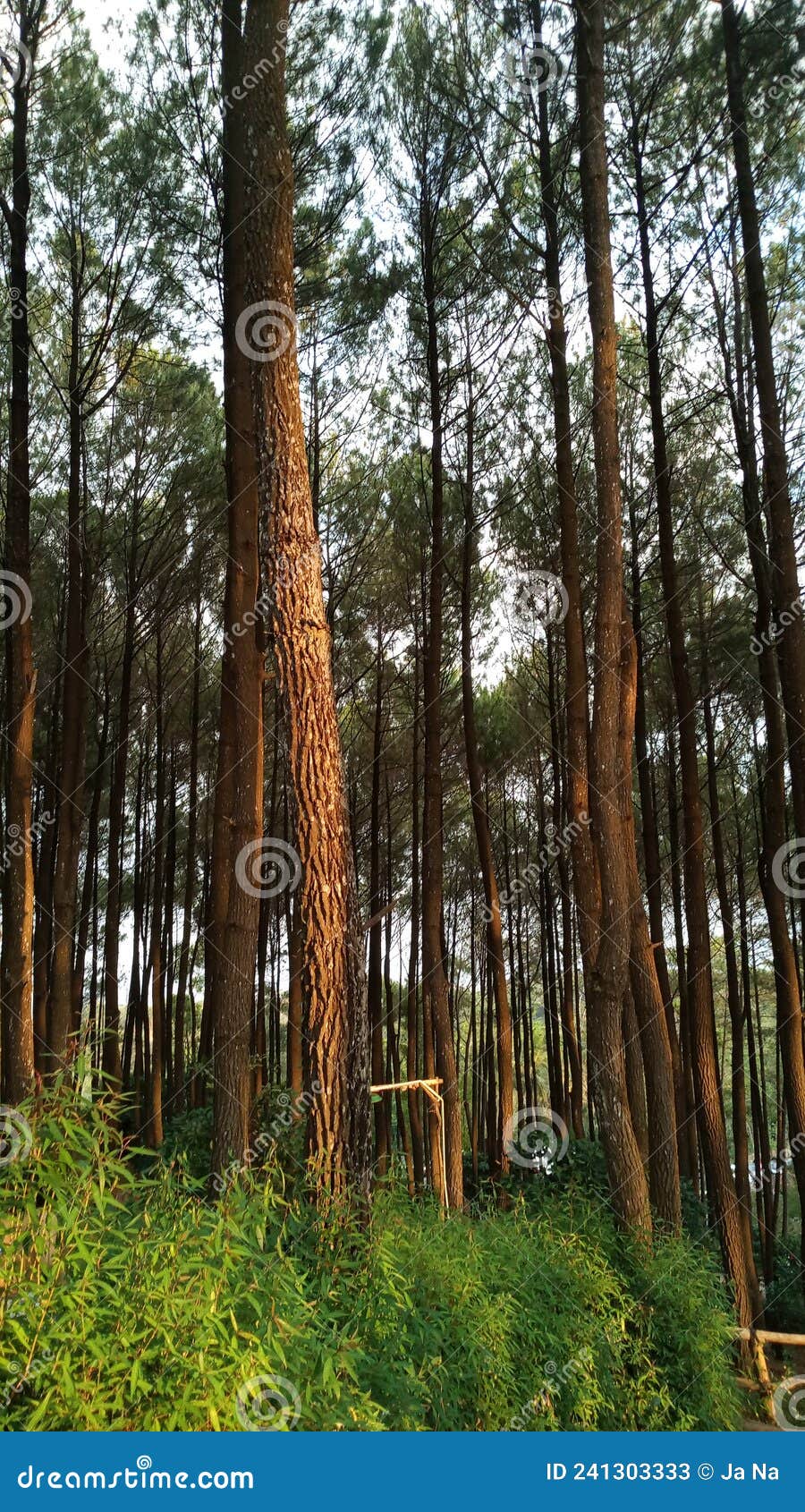 Super Tall Trees in the Pine Forest Stock Image - Image of jungle ...
