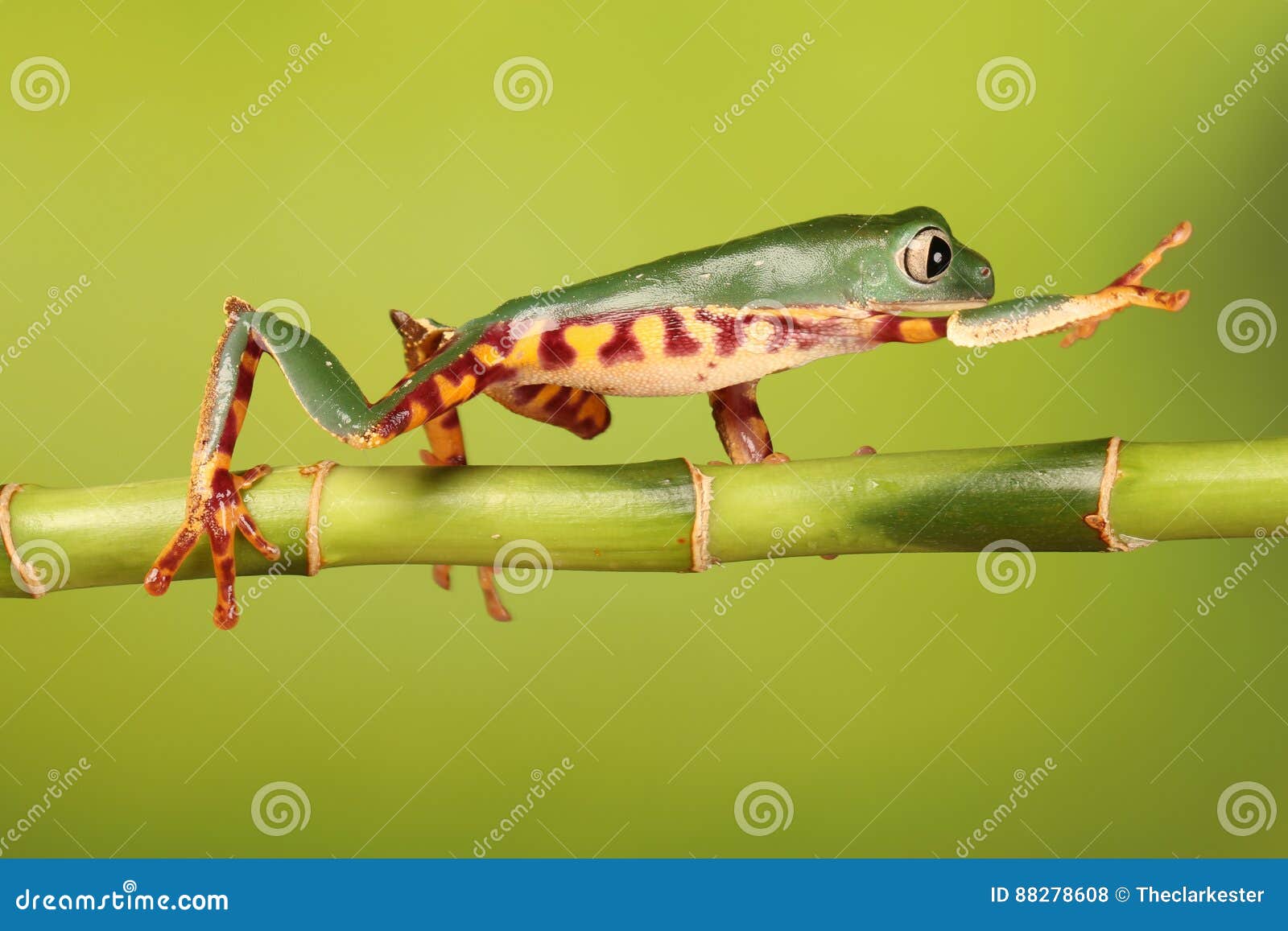 Super tiger legged Frog stock photo. Image of amphibian - 88278608