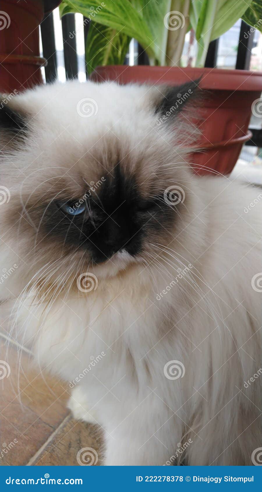 Super white cat model stock photo. Image of model, skin - 222278378