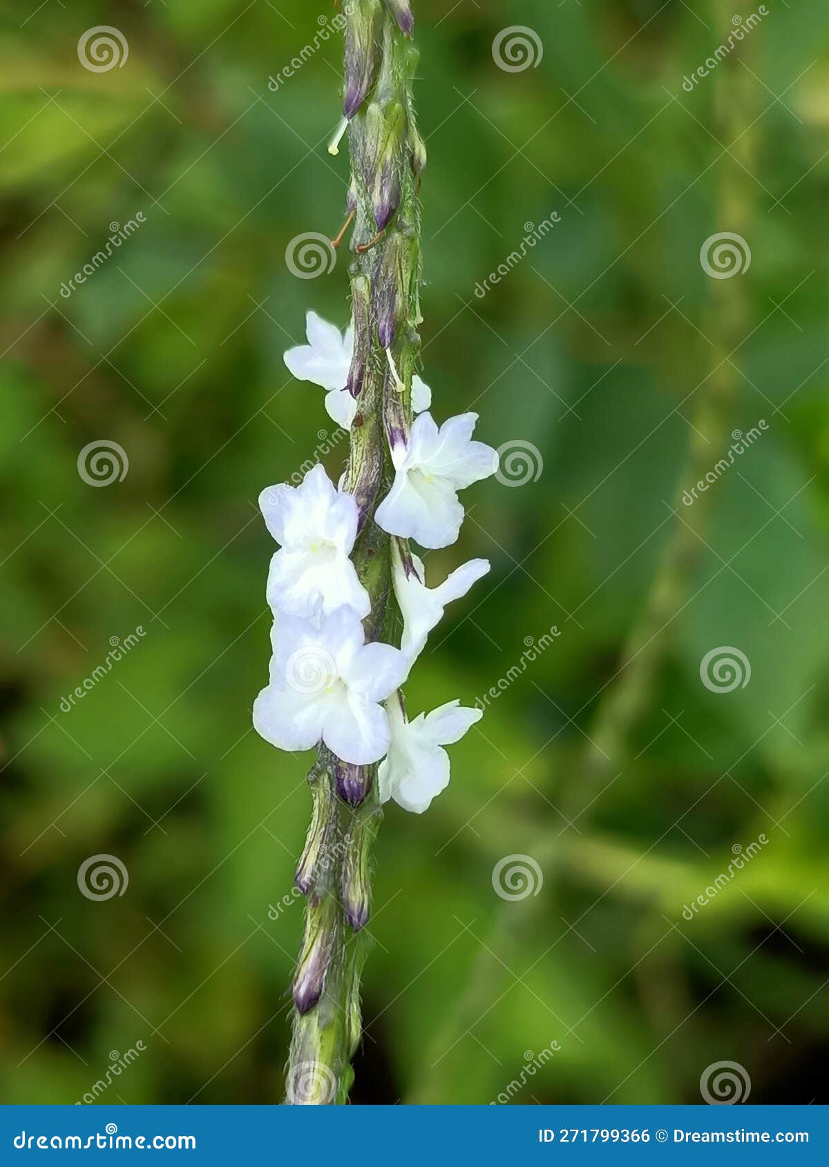 Super white little flower stock photo. Image of flower - 271799366