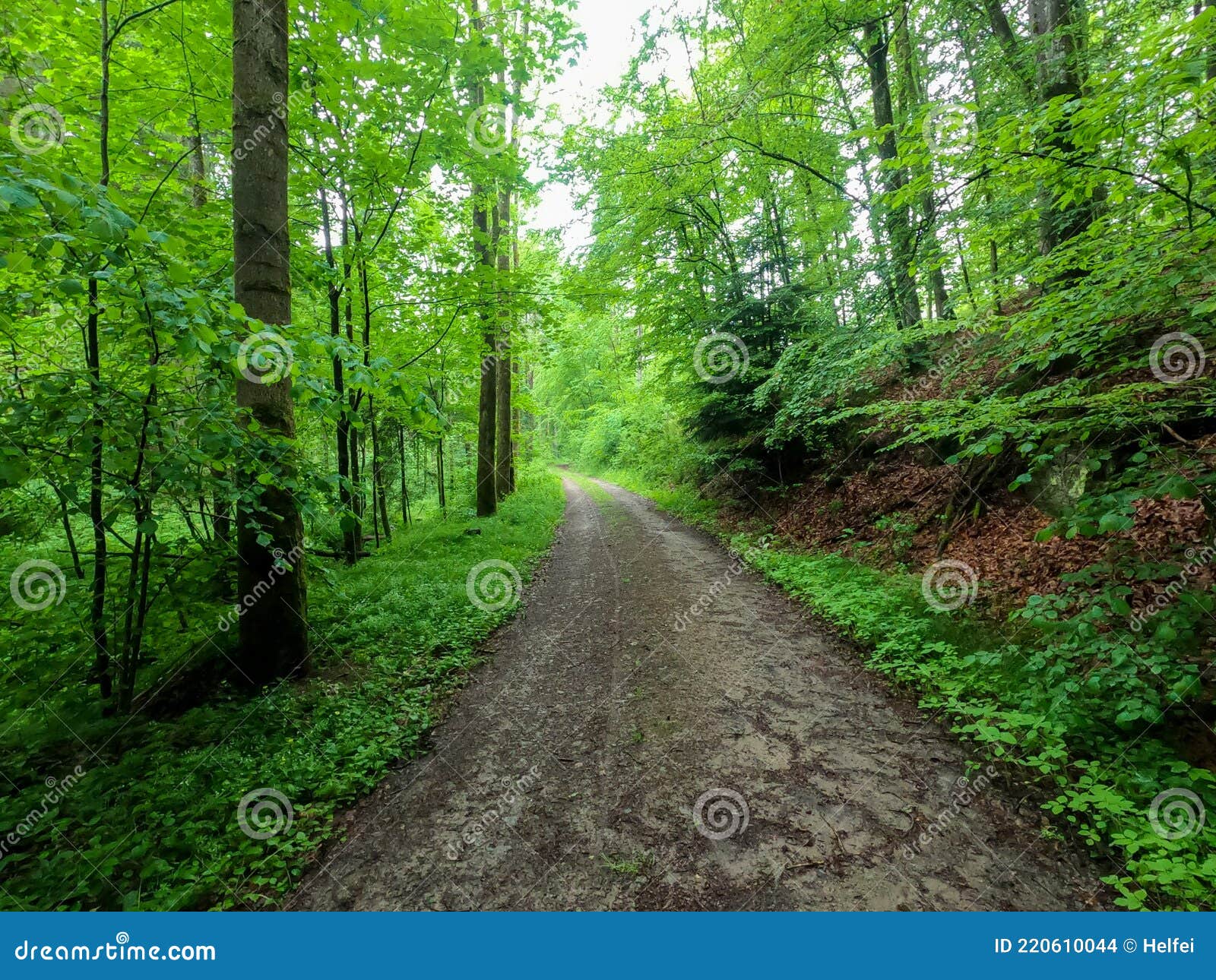 Super Wide Angle Shots with Action Cam of Forest and Meadow in Spring ...