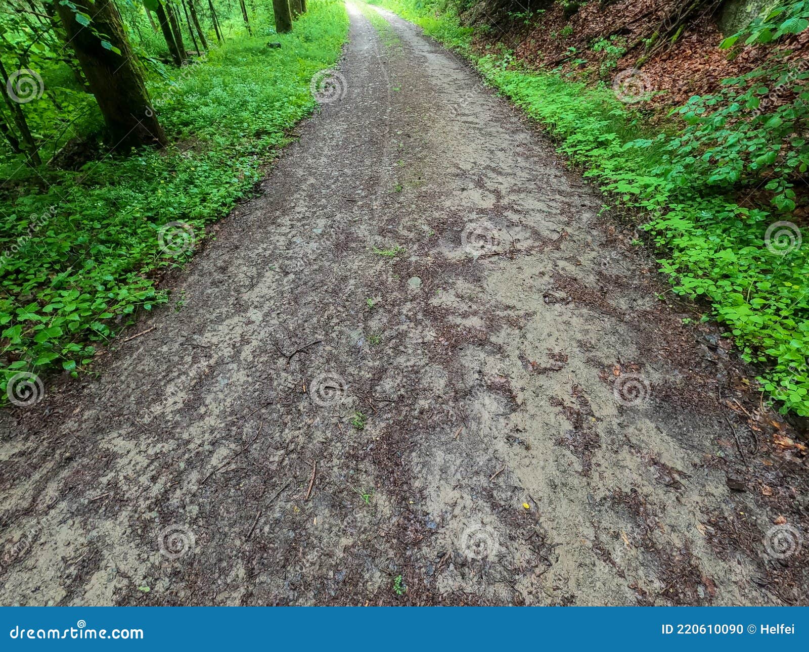 Super Wide Angle Shots with Action Cam of Forest and Meadow in Spring ...
