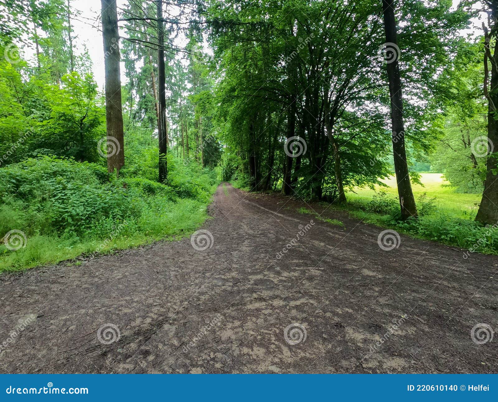 Super Wide Angle Shots with Action Cam of Forest and Meadow in Spring ...