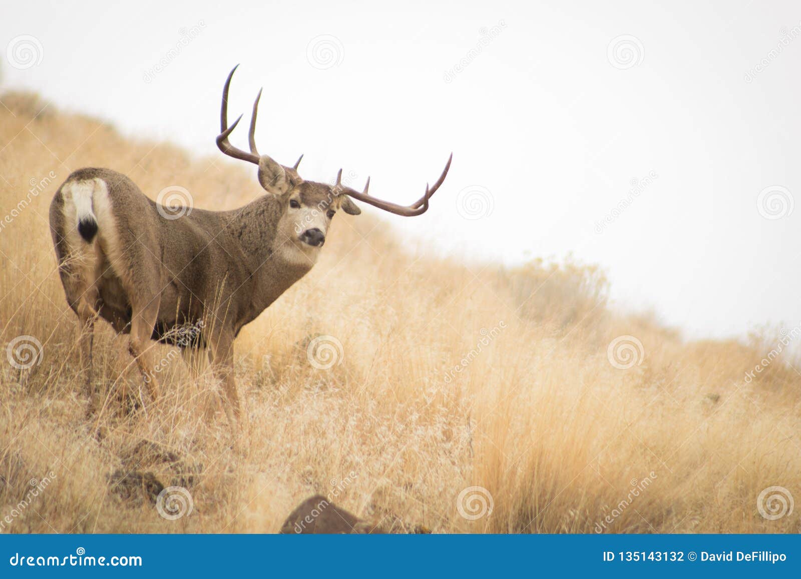 Super Wide Buck Going Over a Ridge Stock Photo - Image of hillside ...
