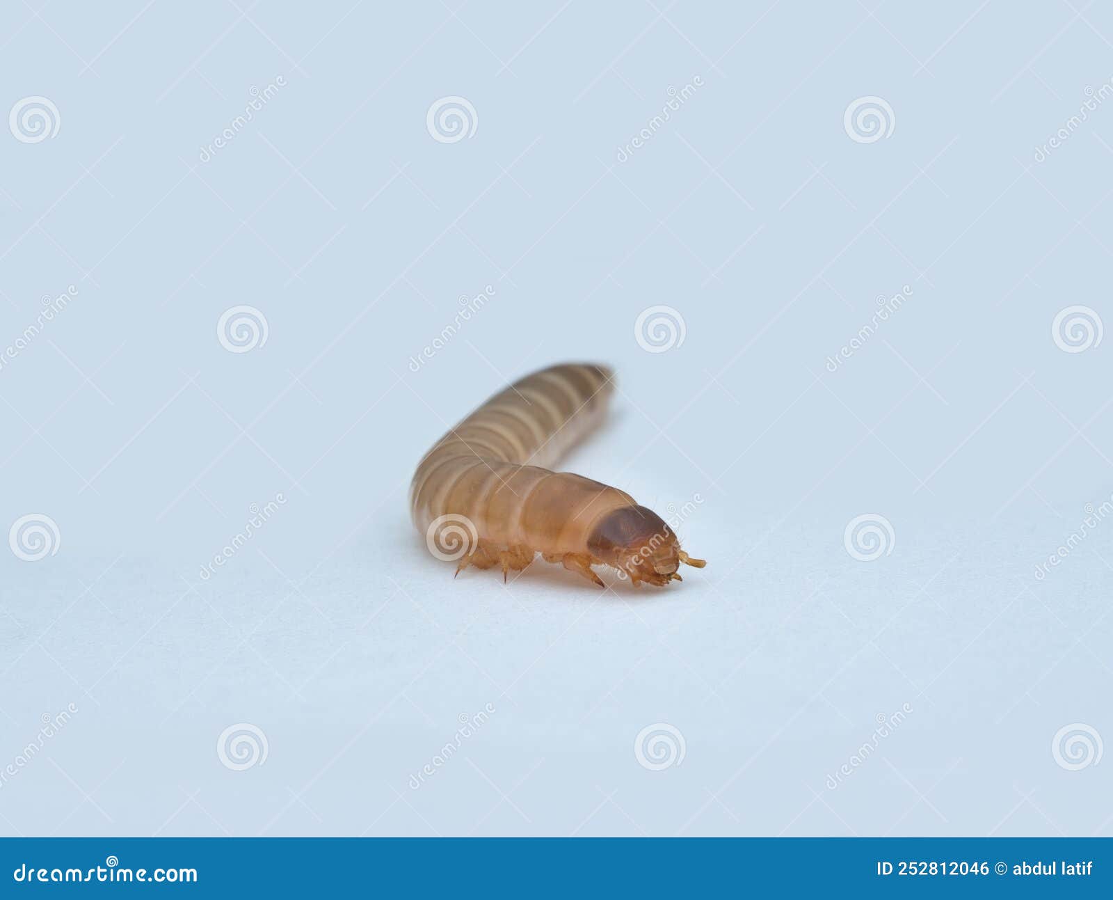 Super Worm on the White Pedestal Stock Photo - Image of brown, closeup ...
