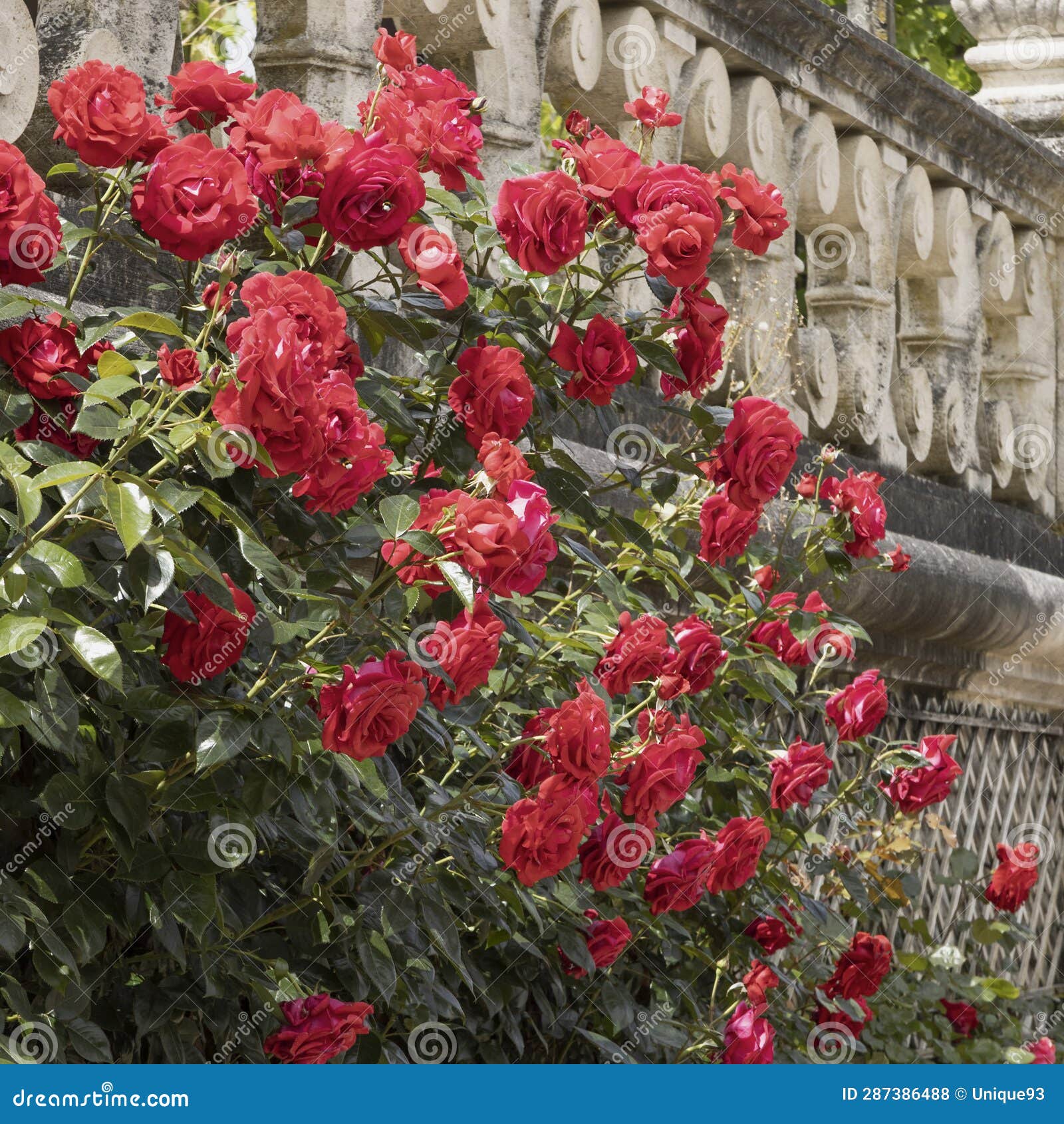 Superb Blooming of a Red Climbing Rose in a Garden Stock Photo - Image ...