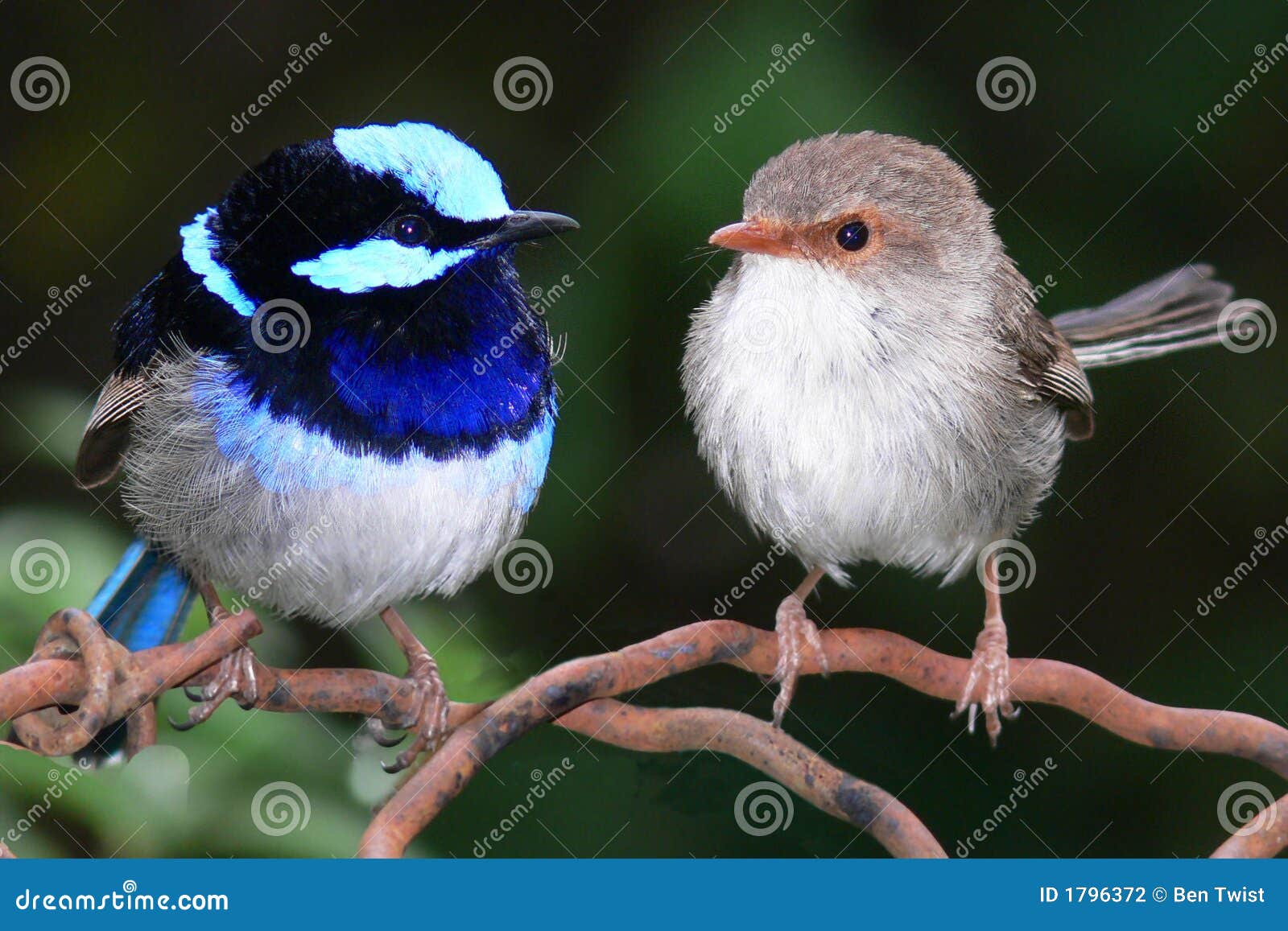 Superb Blue Fairy Wrens stock photo. Image of aves, superb - 1796372
