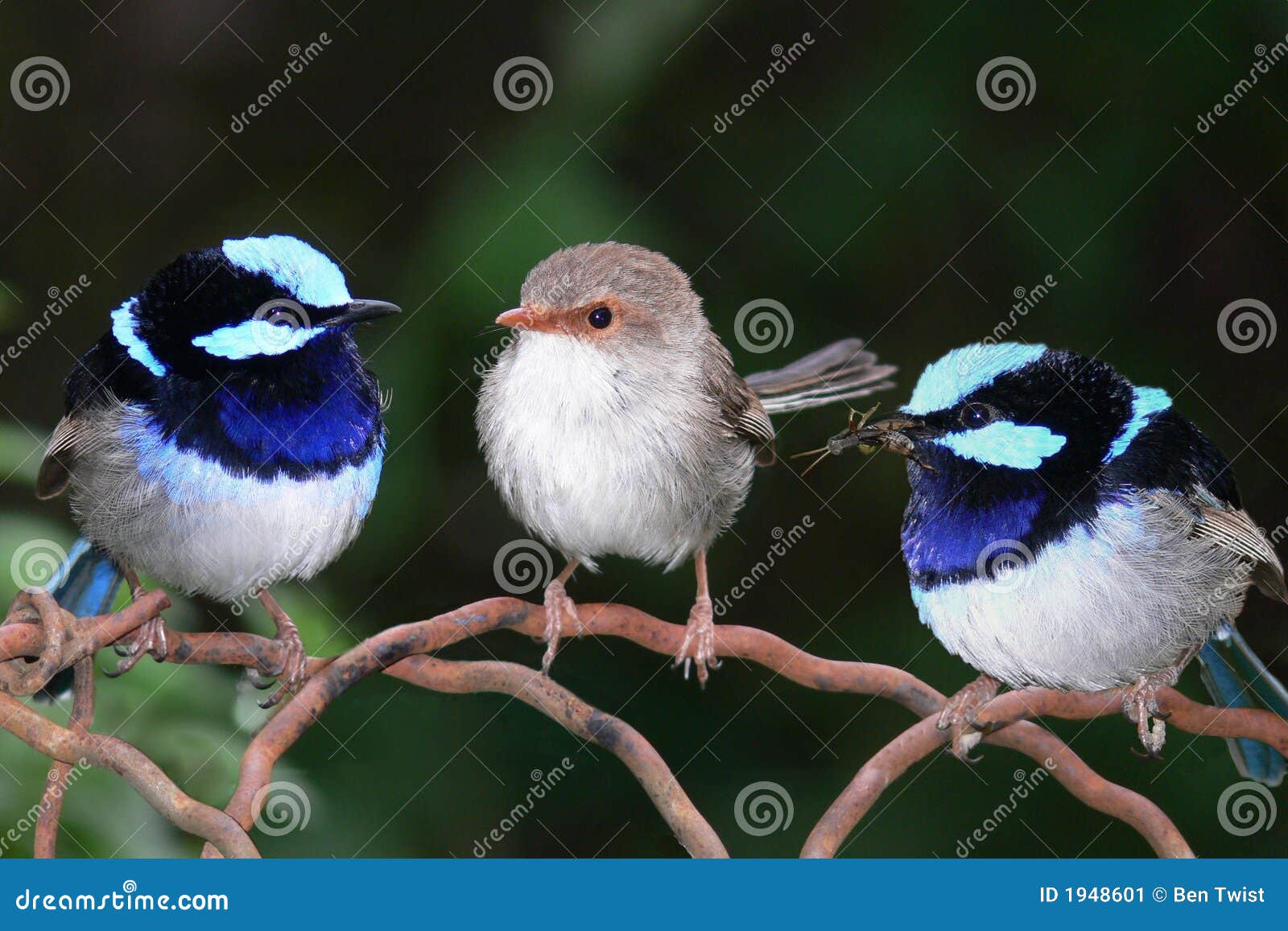 Superb Blue Fairy Wrens stock image. Image of frees, encyclopediac ...