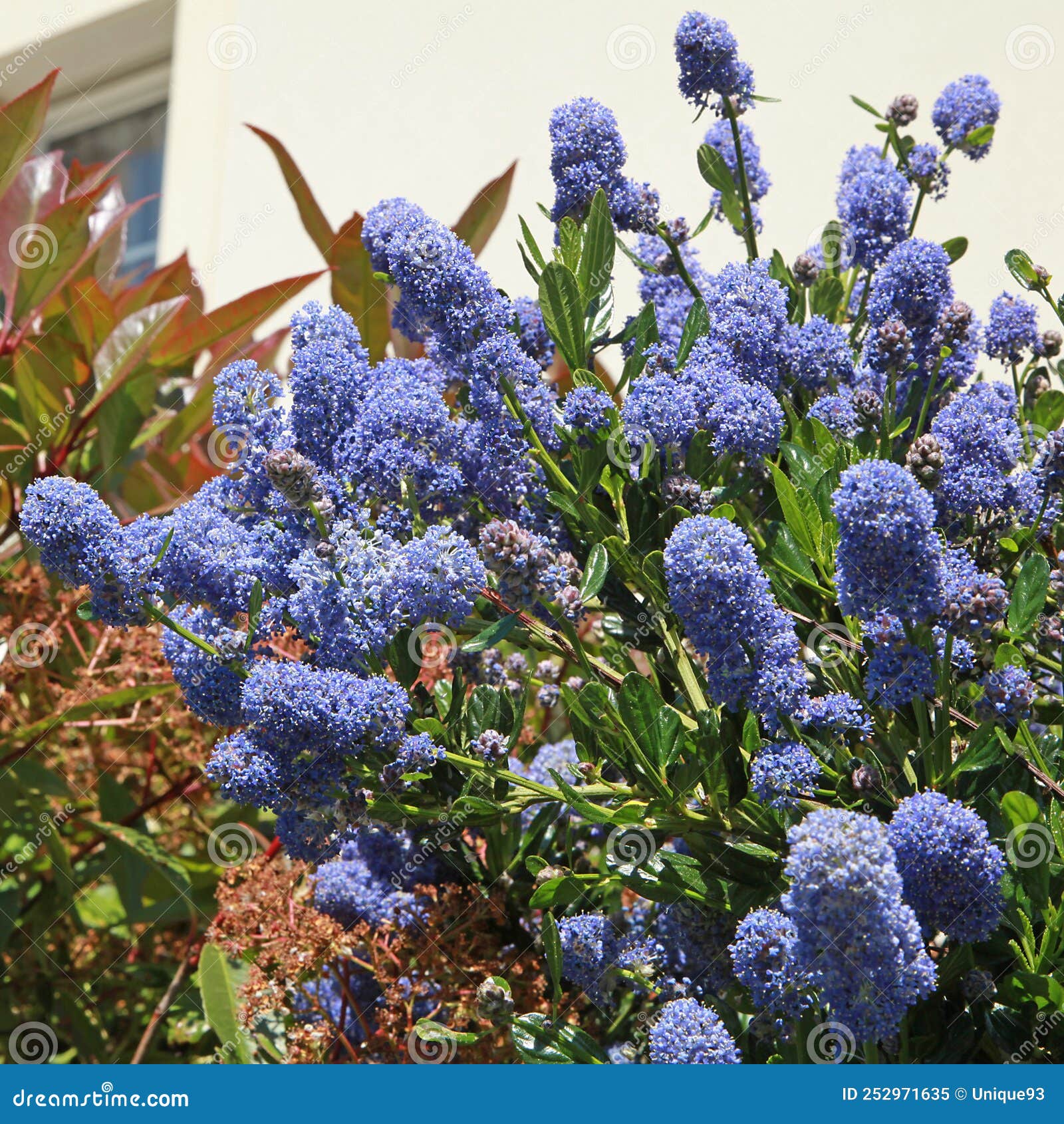 Superb Blue Flowering of Ceanothus Stock Image - Image of ceanothus ...