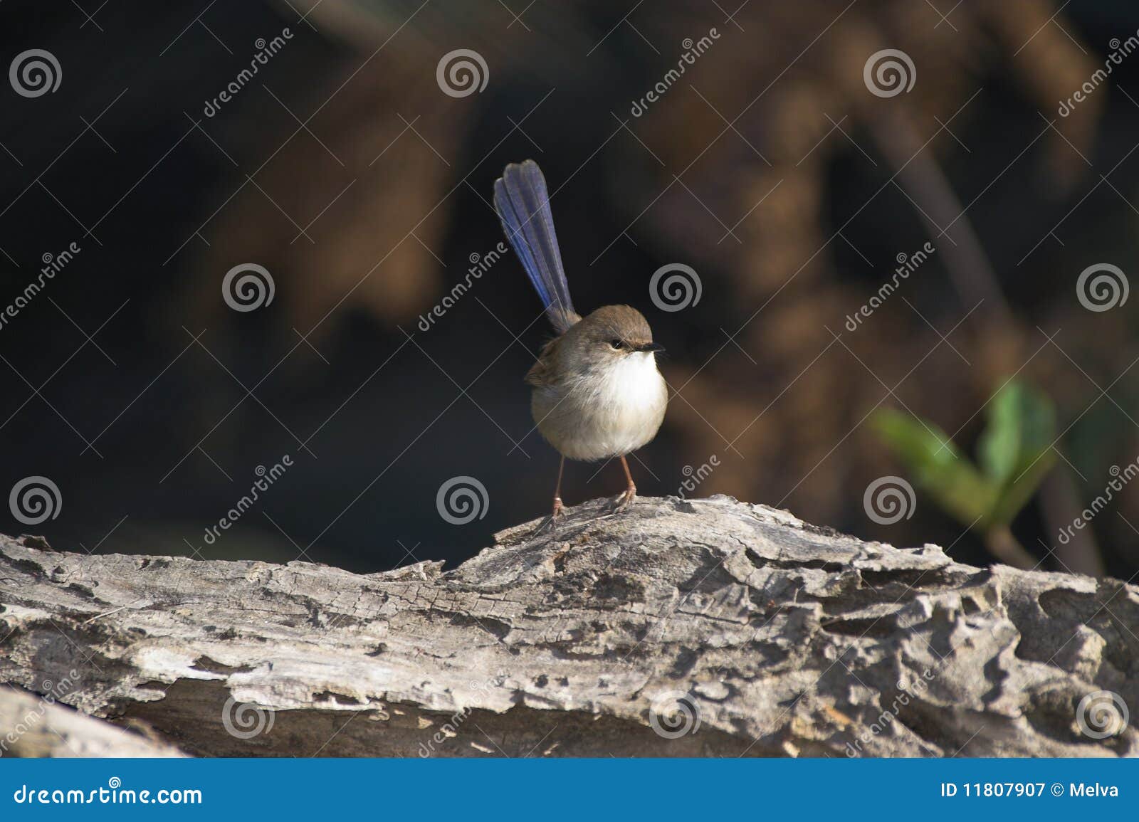 Superb Fairy-wren stock image. Image of fairy, australian - 11807907