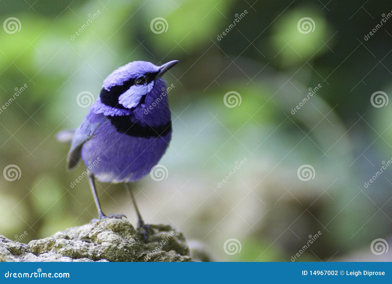 Superb Fairy-wren stock photo. Image of colorful, passerine - 14967002