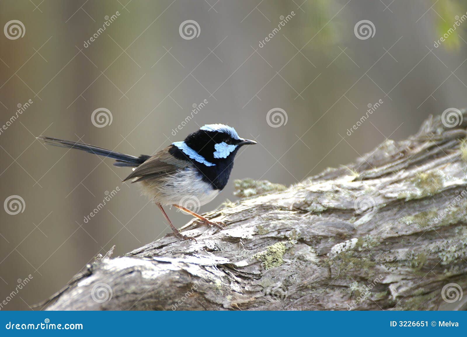 Superb Fairy-wren stock image. Image of woods, superb - 3226651