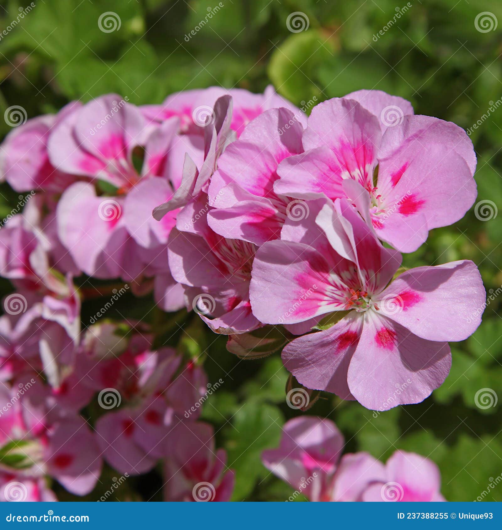 Zonal Geranium in Summer with Red and Pink Colors Stock Image - Image ...