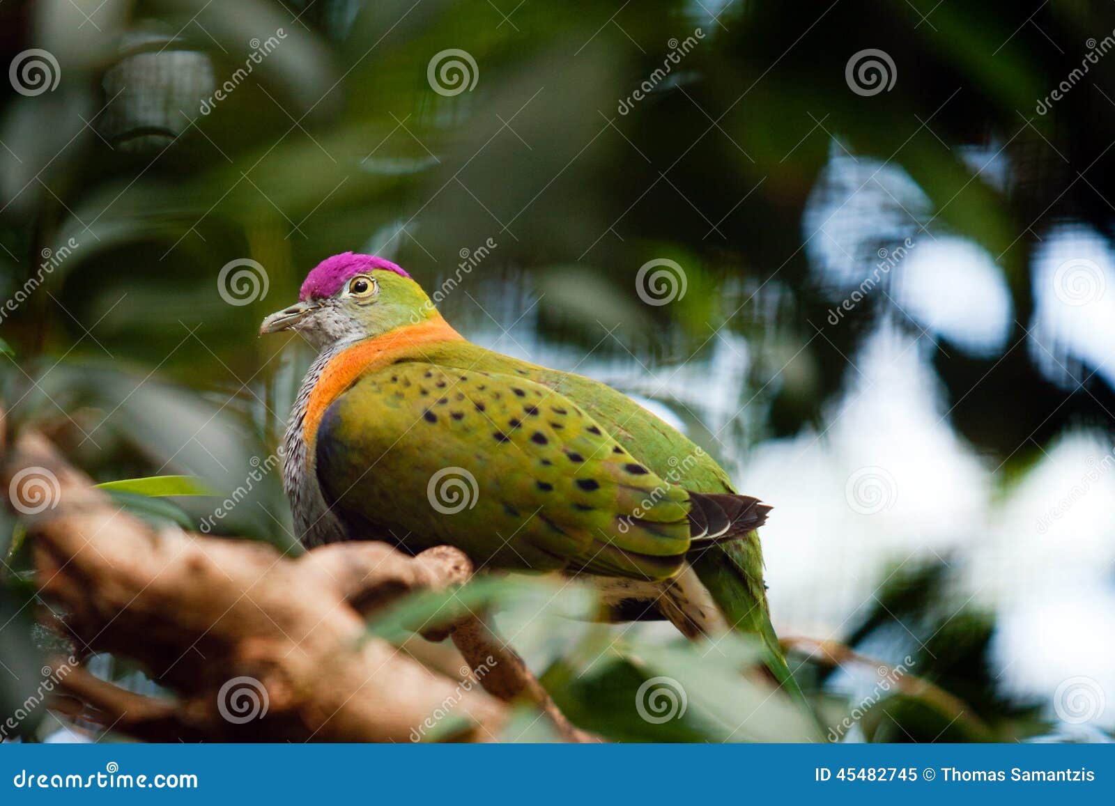 Superb Fruit dove stock image. Image of animals, tropical - 45482745
