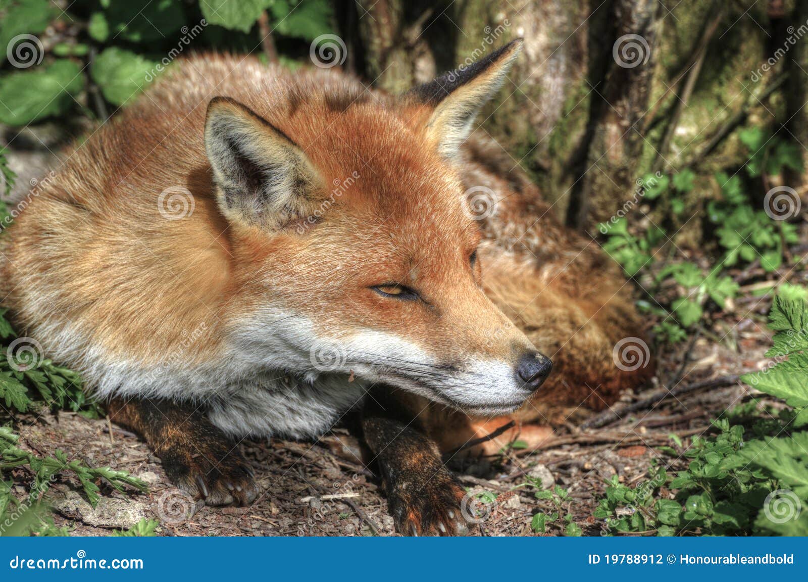 Superb Natural Close Up of Red Fox Stock Photo - Image of feet, bushy ...