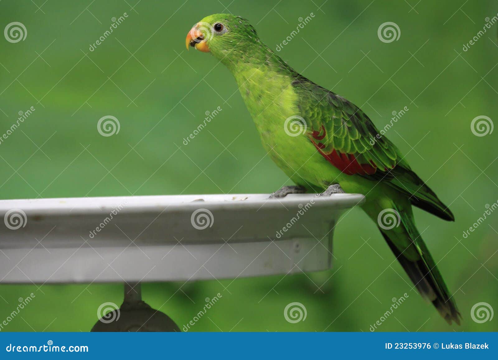 Superb parrot stock photo. Image of parakeet, parrot - 23253976