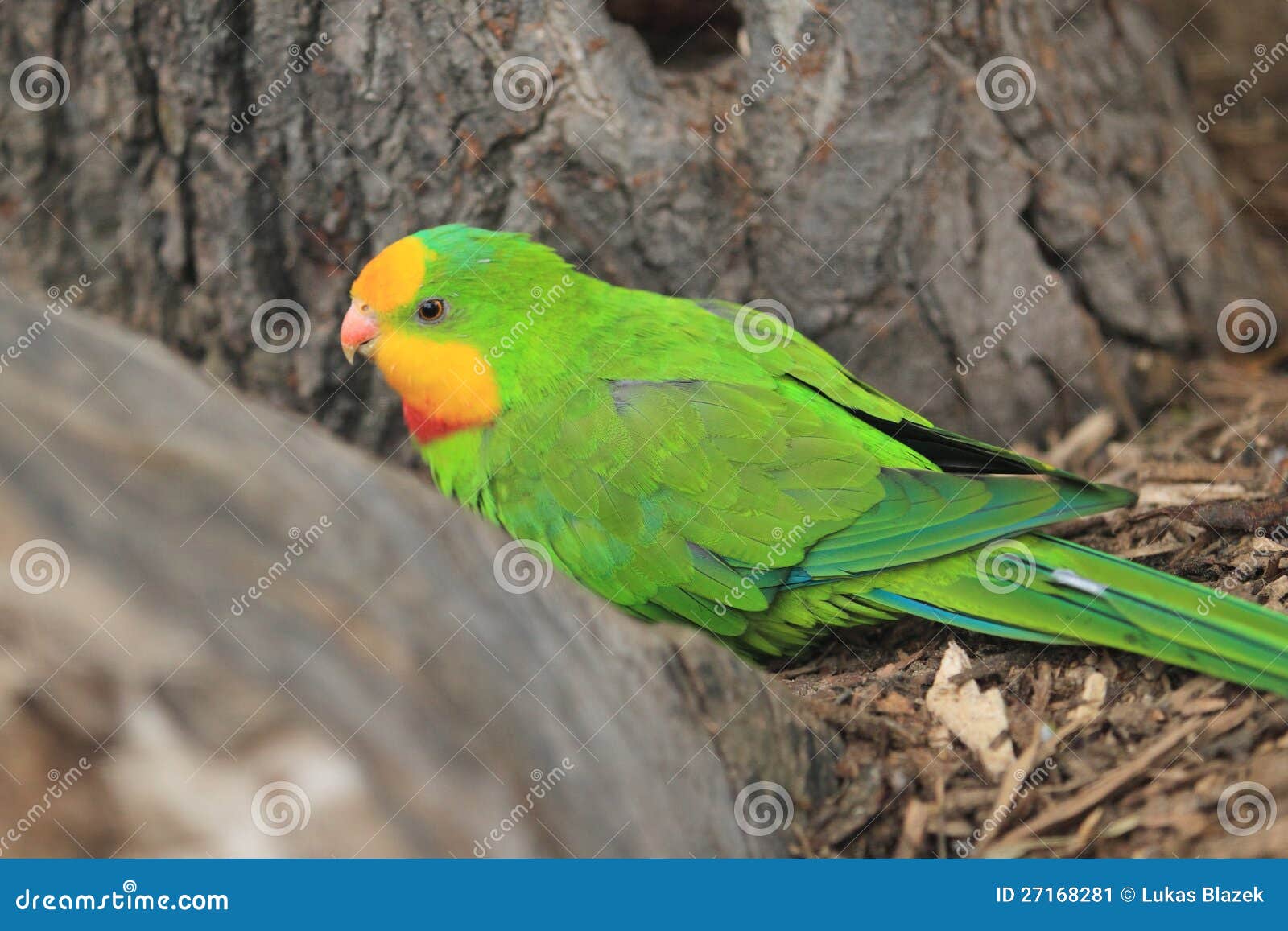 Superb parrot stock image. Image of animal, parakeet - 27168281
