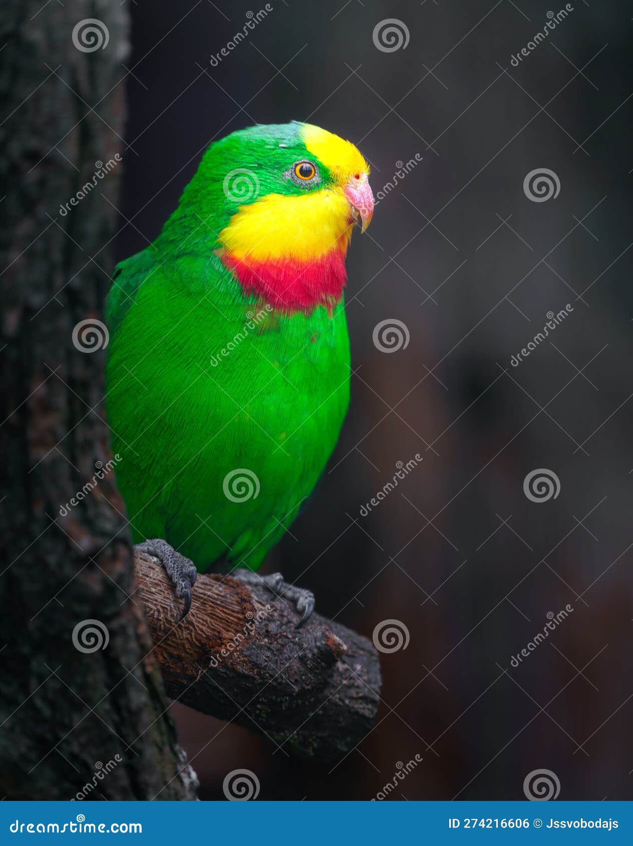 Superb parrot stock photo. Image of life, exotic, parakeet - 274216606