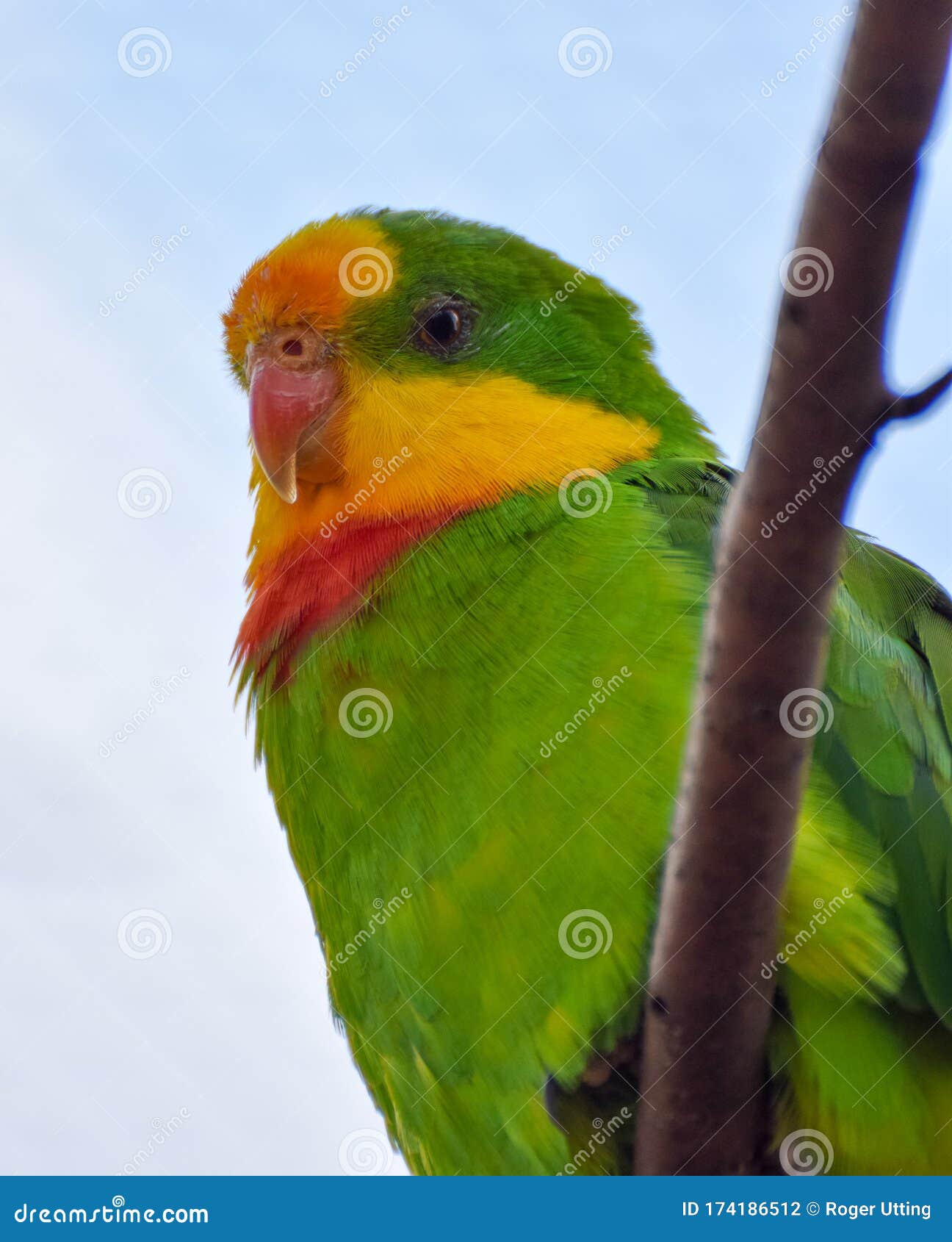 Superb Parrot picture stock photo. Image of prague, parakeet - 174186512