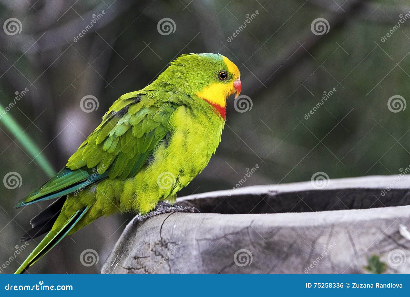 Superb Parrot Polytelis Swainsonii, Also Known As Barraband`s Parrot ...