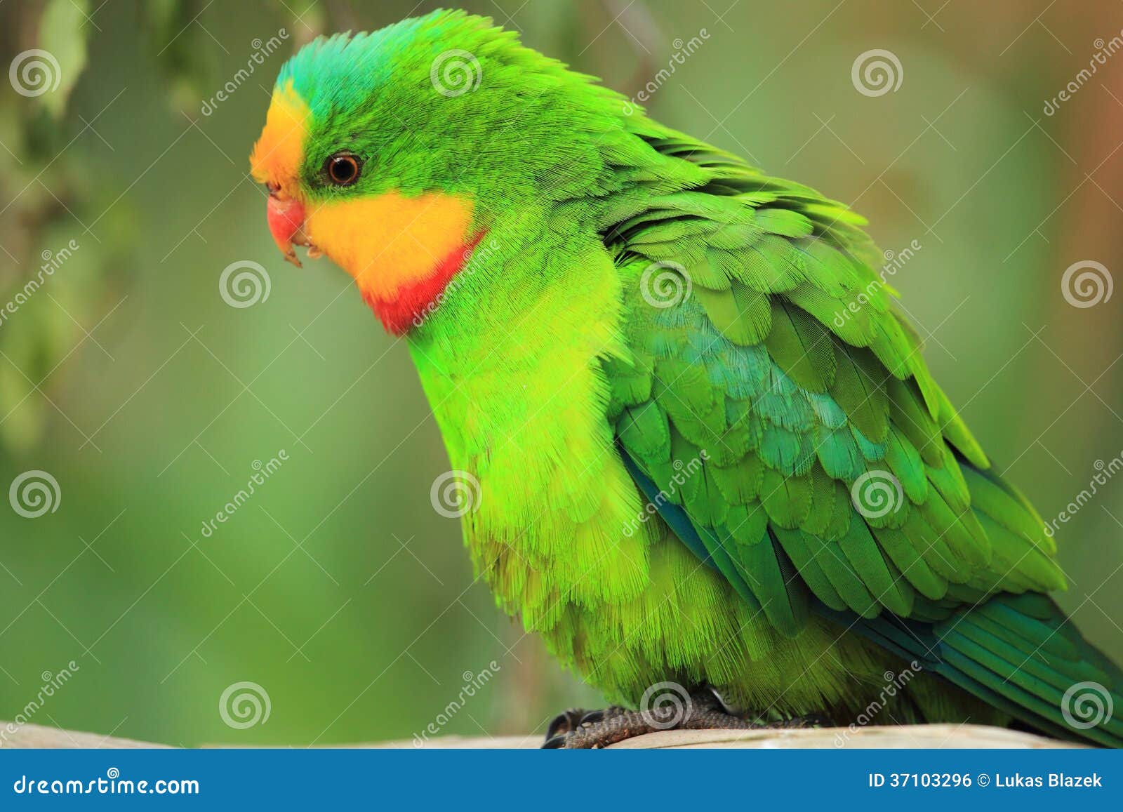 Superb parrot stock photo. Image of animal, superb, nature - 37103296