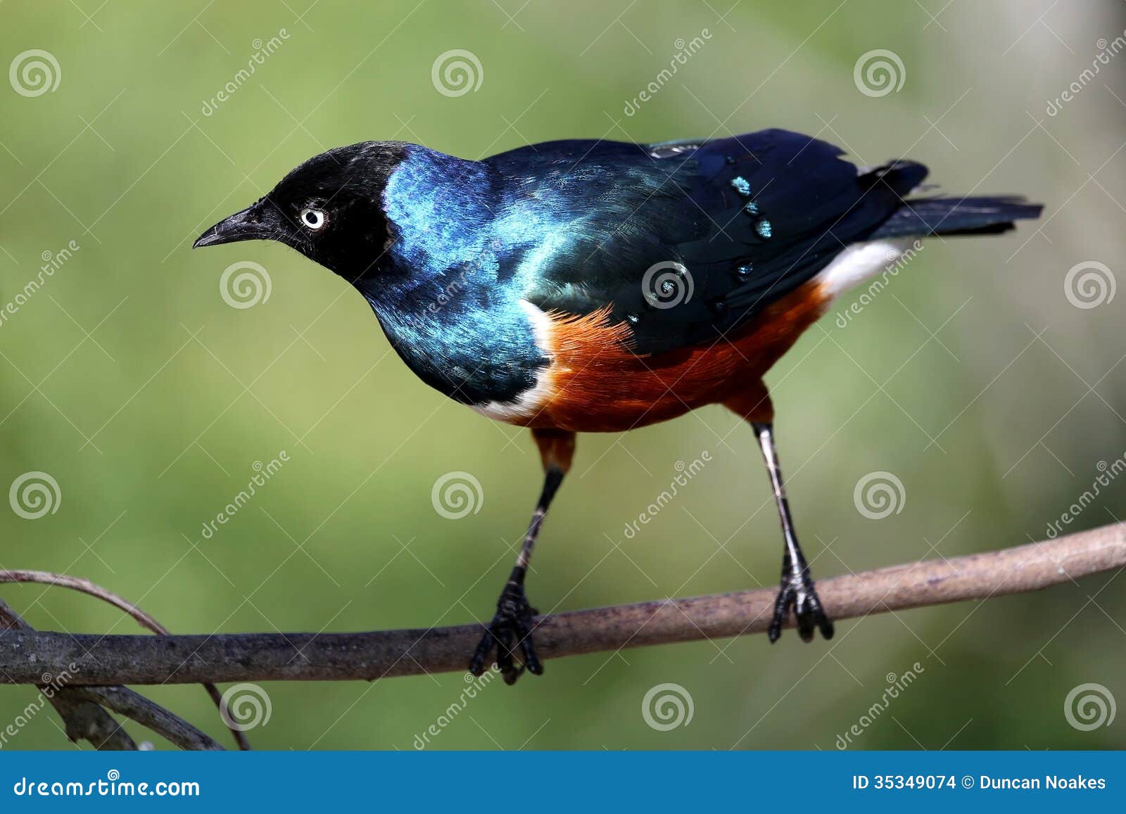 Superb Starling Bird stock photo. Image of superb, wing - 35349074