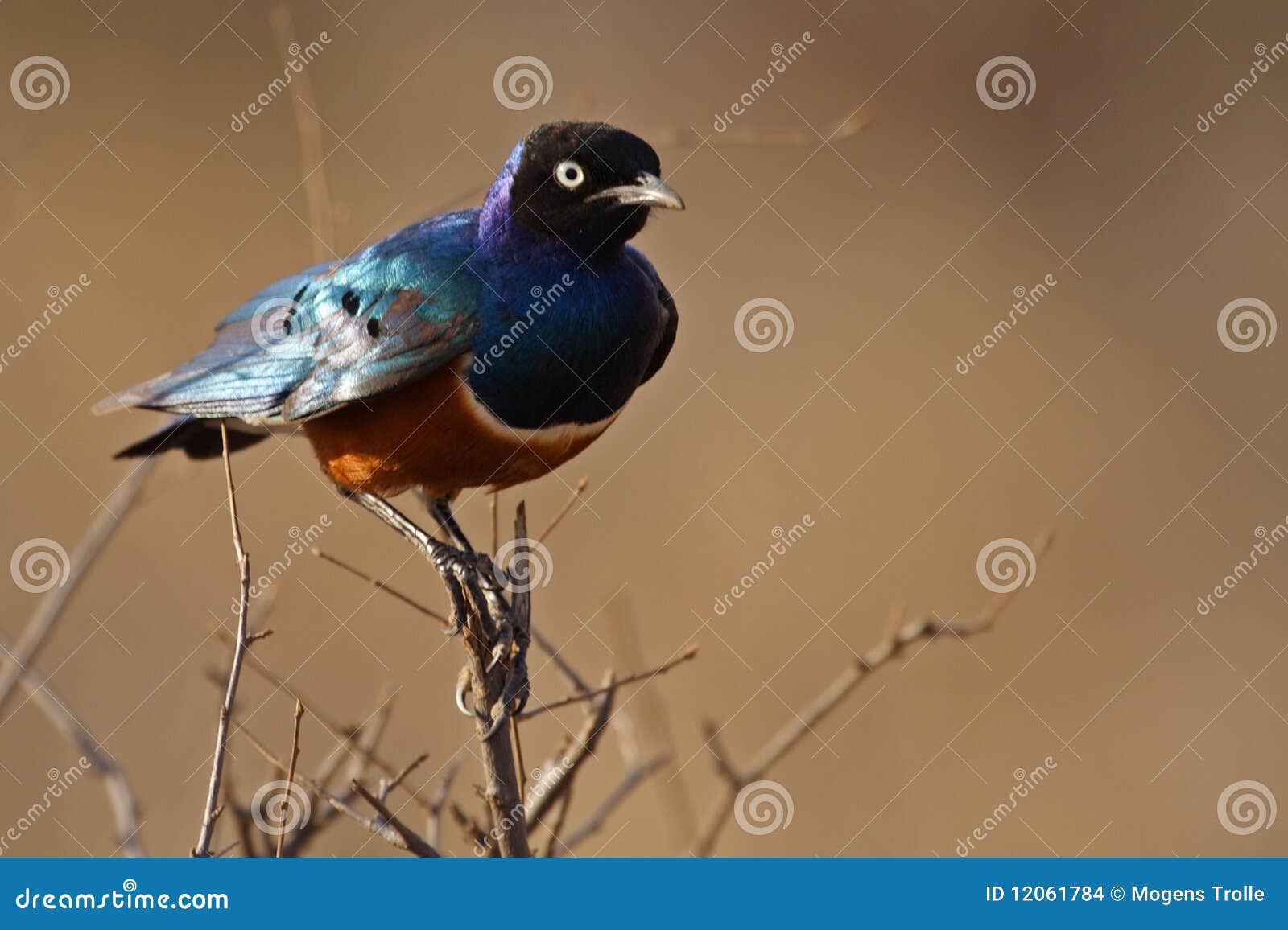 Superb starling, Kenya stock photo. Image of colourful - 12061784