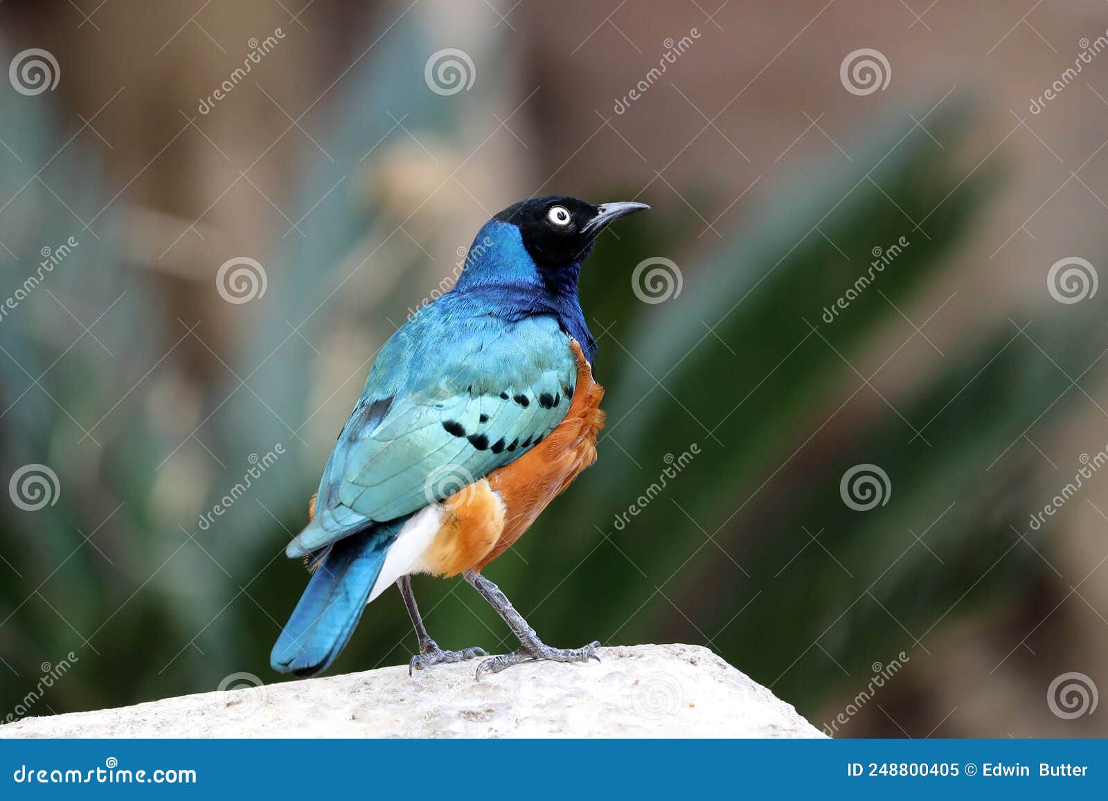 Superb starling stock image. Image of wild, tropical - 248800405