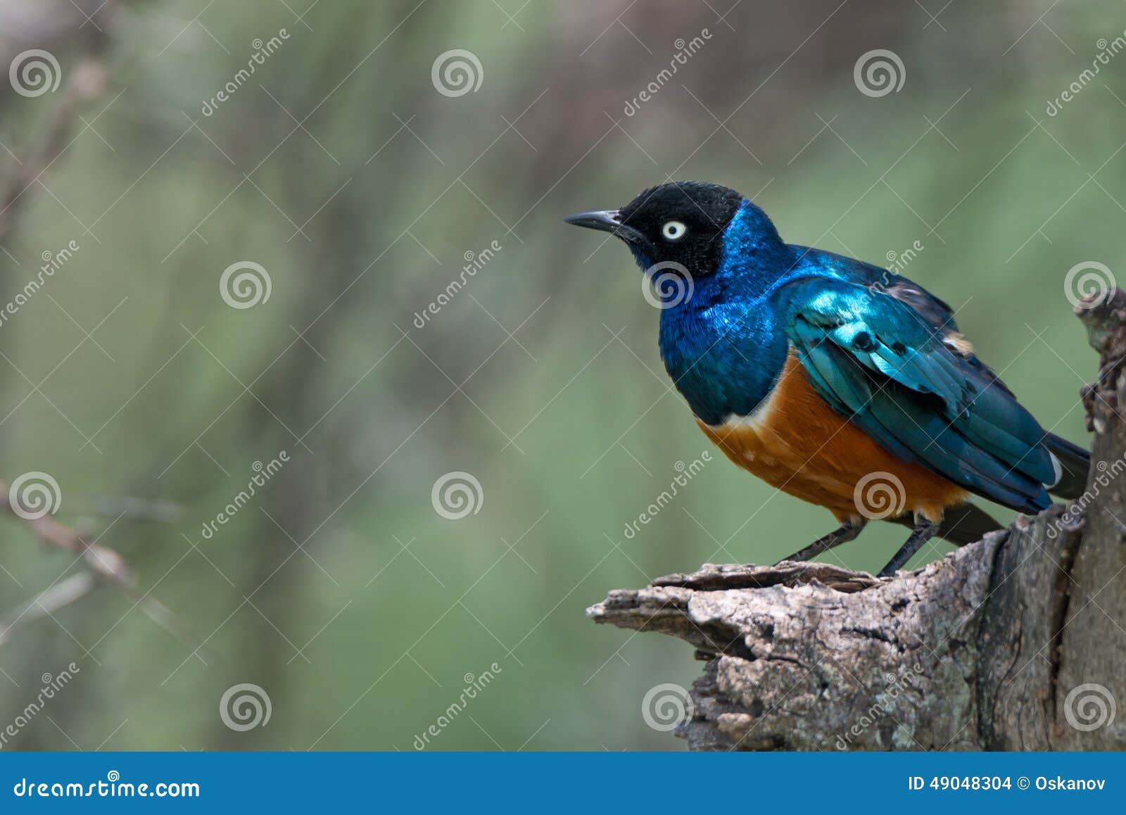 Superb starling stock photo. Image of orange, iridescent - 49048304