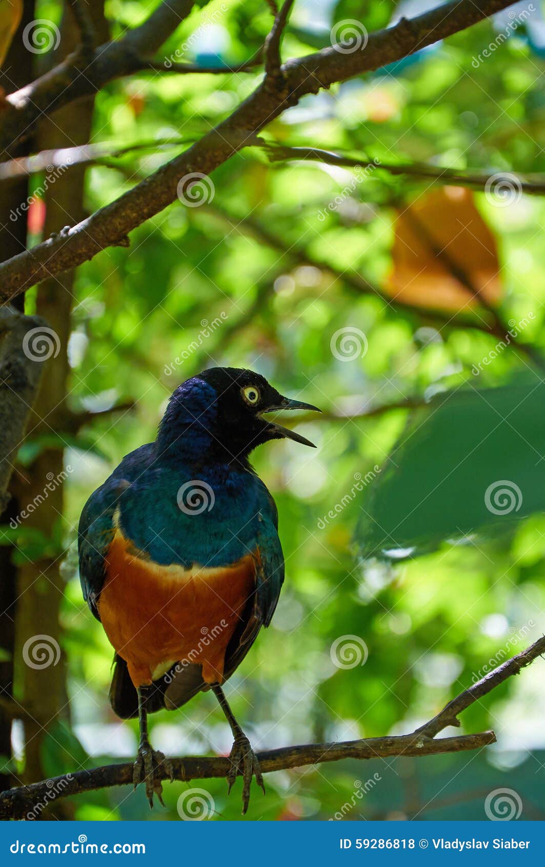 Superb Starling is Singing on the Tree Stock Photo - Image of lush ...
