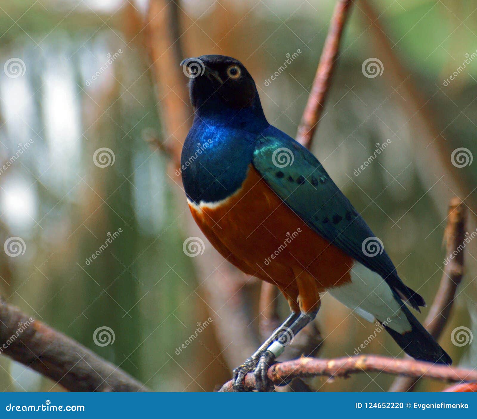 Superb Starling Sitting on the Tree. Stock Photo - Image of portrait ...