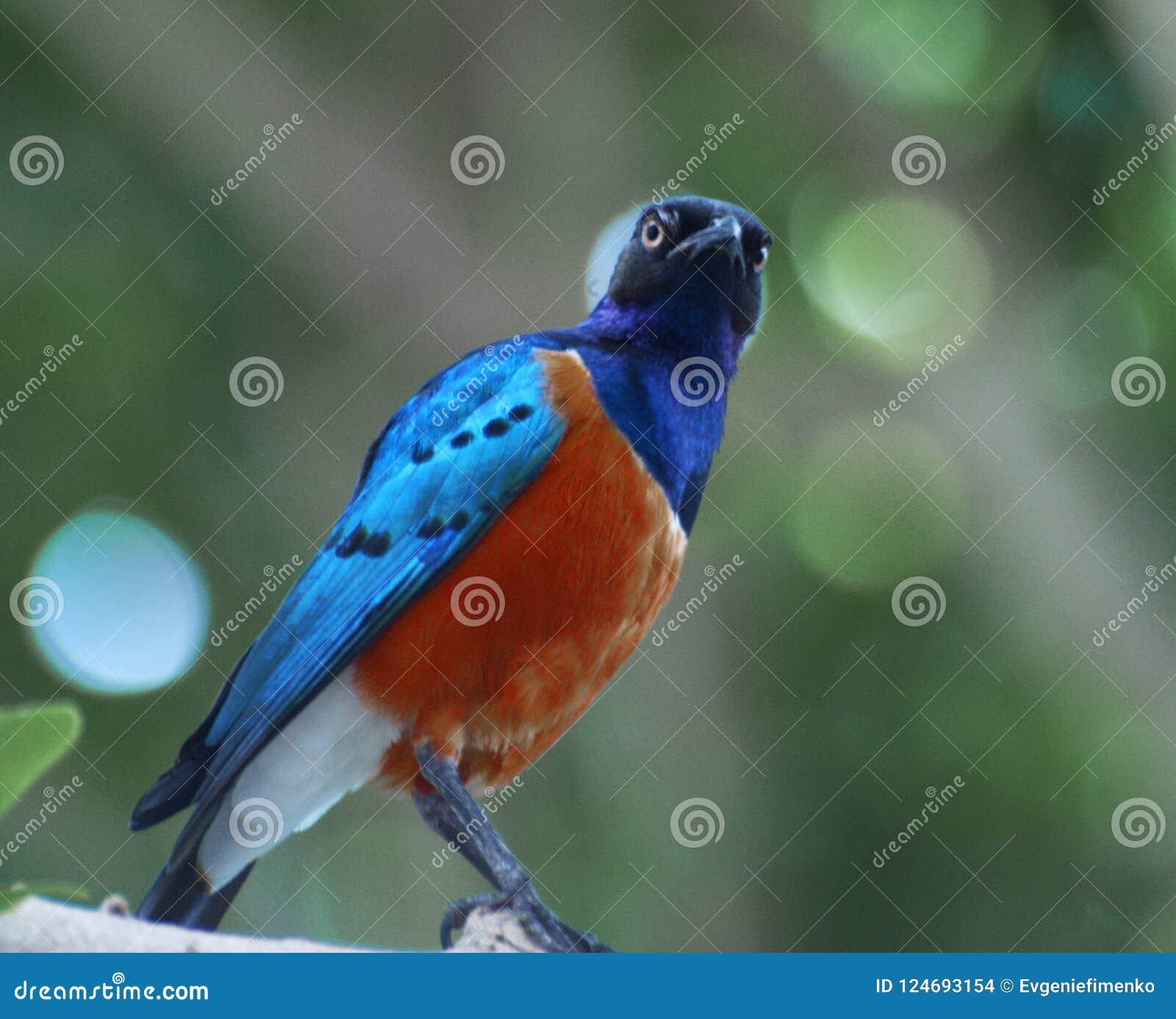 Superb Starling Sitting on the Tree. Stock Photo - Image of superb ...