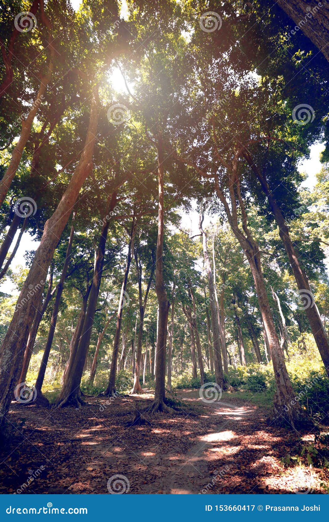 Superb View of a Path through Forest Stock Image - Image of clean ...